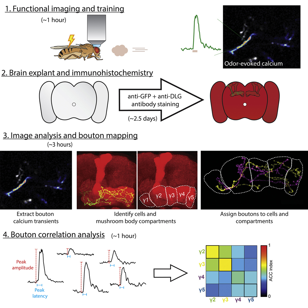 Cell Press: STAR Protocols