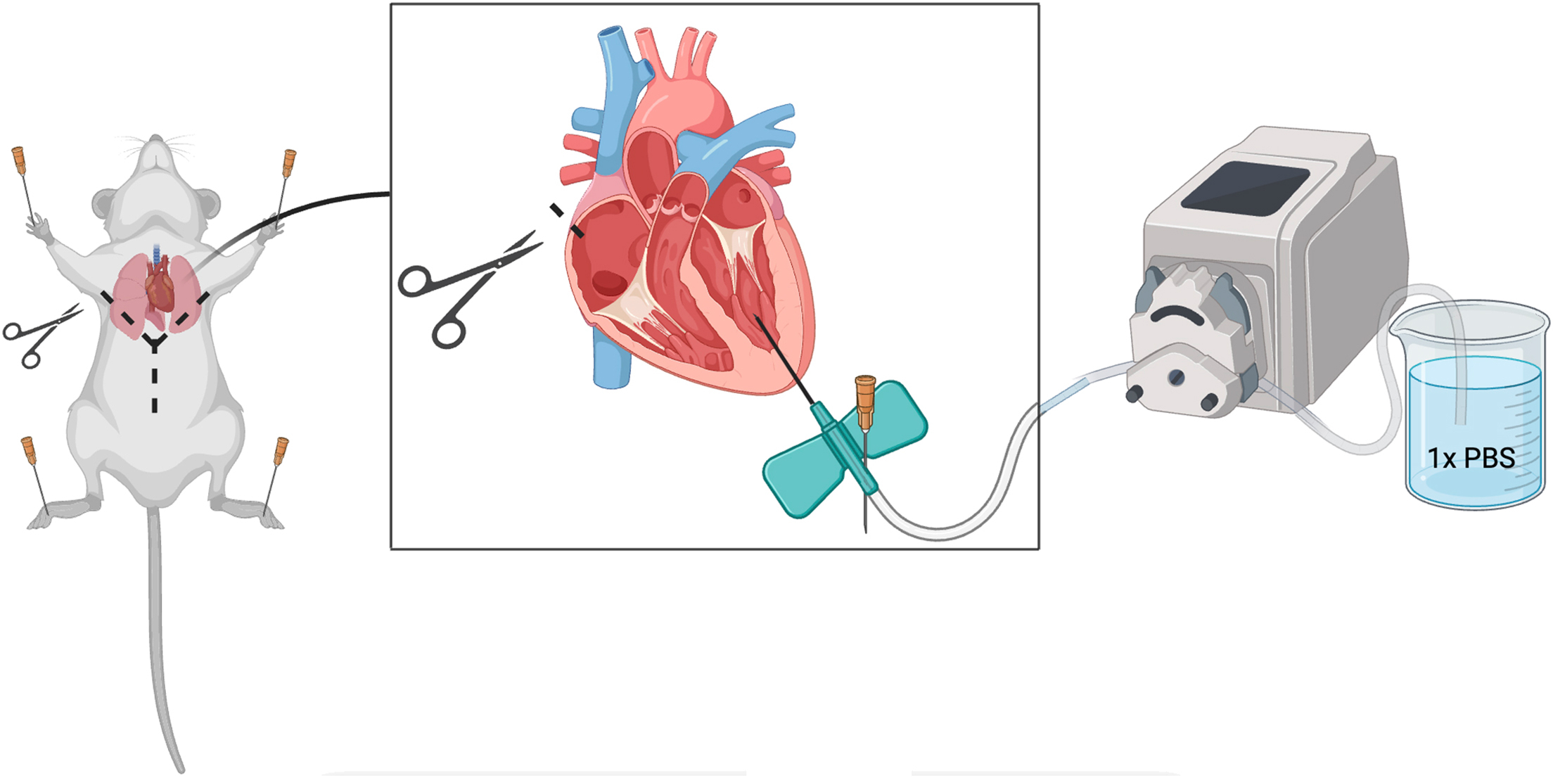 Cell Press: STAR Protocols