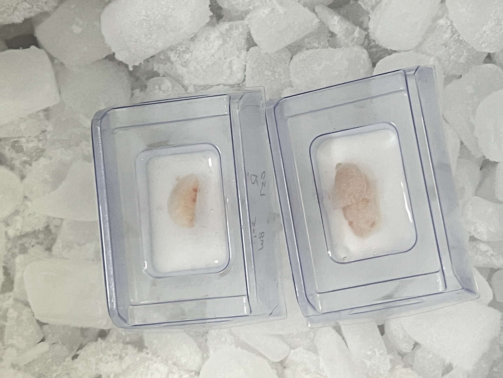 Cell Press: STAR Protocols