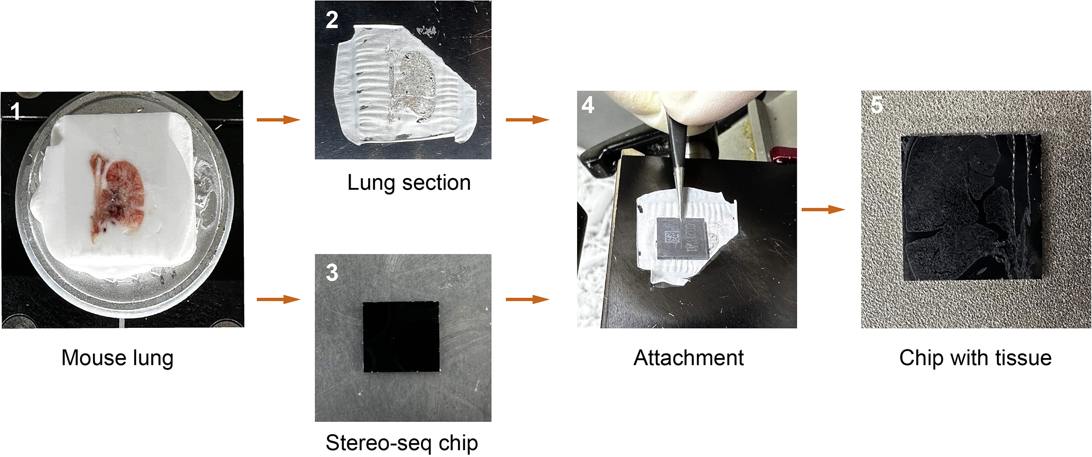 Cell Press: STAR Protocols