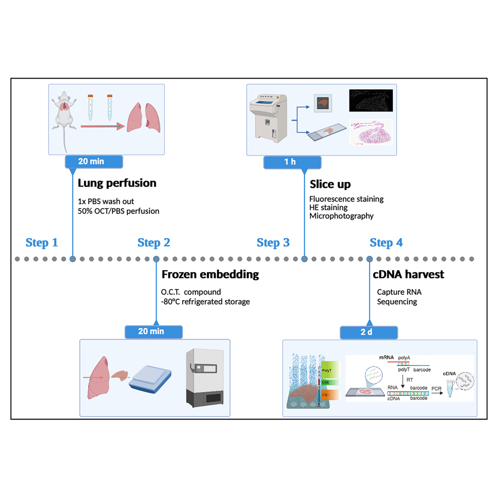 Cell Press: STAR Protocols