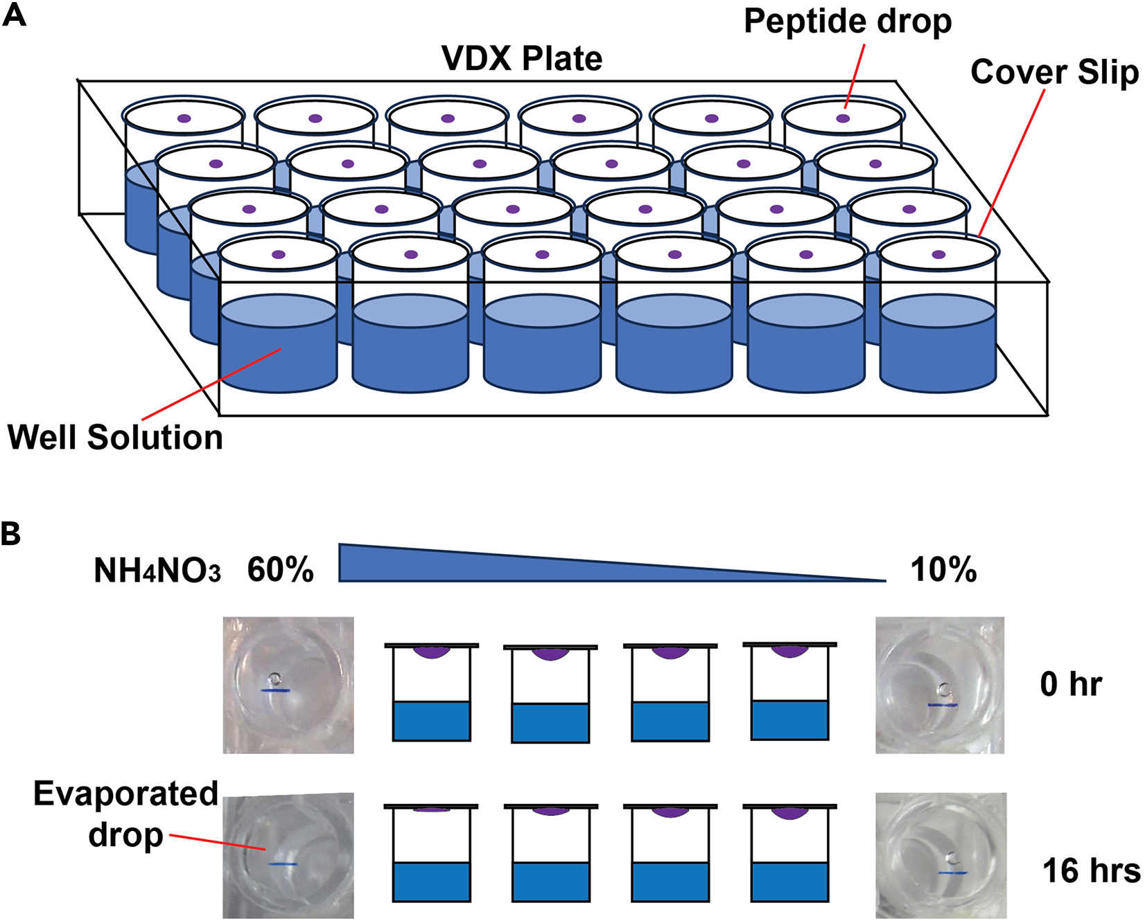 Cell Press: STAR Protocols