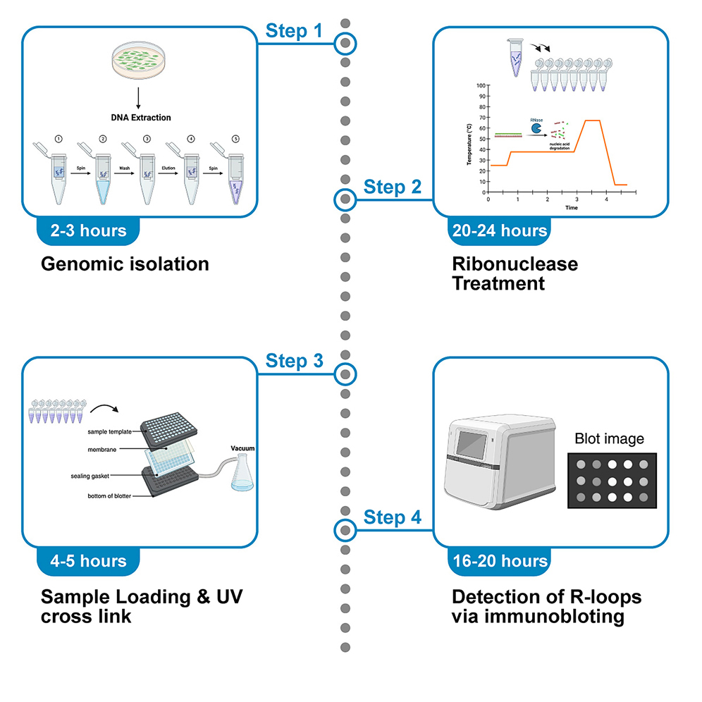 Cell Press: STAR Protocols