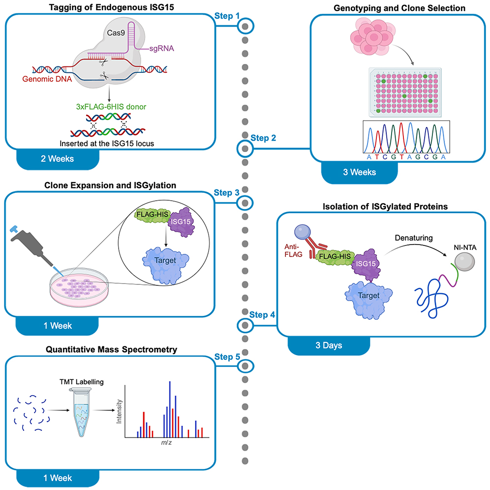 Cell Press: STAR Protocols