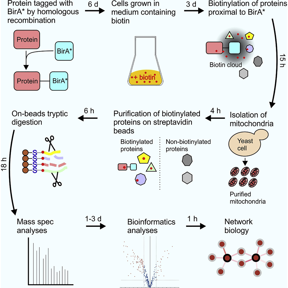 Cell Press: STAR Protocols