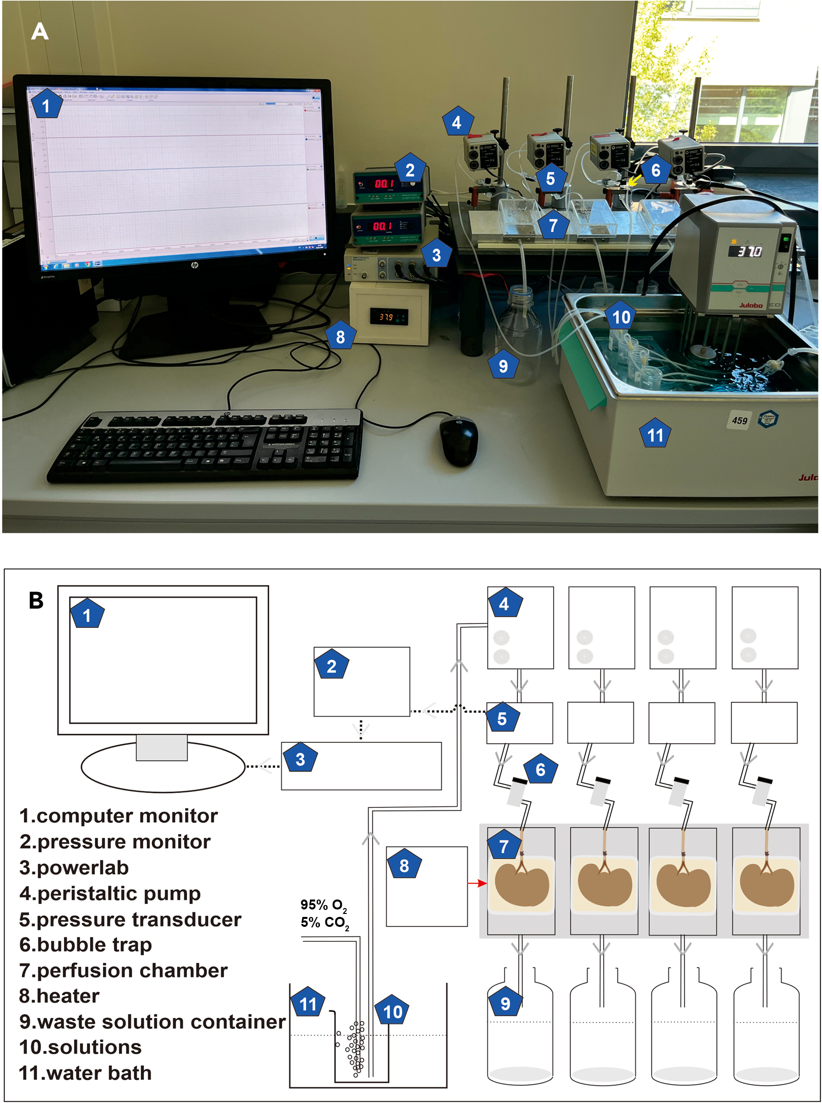 Cell Press: STAR Protocols