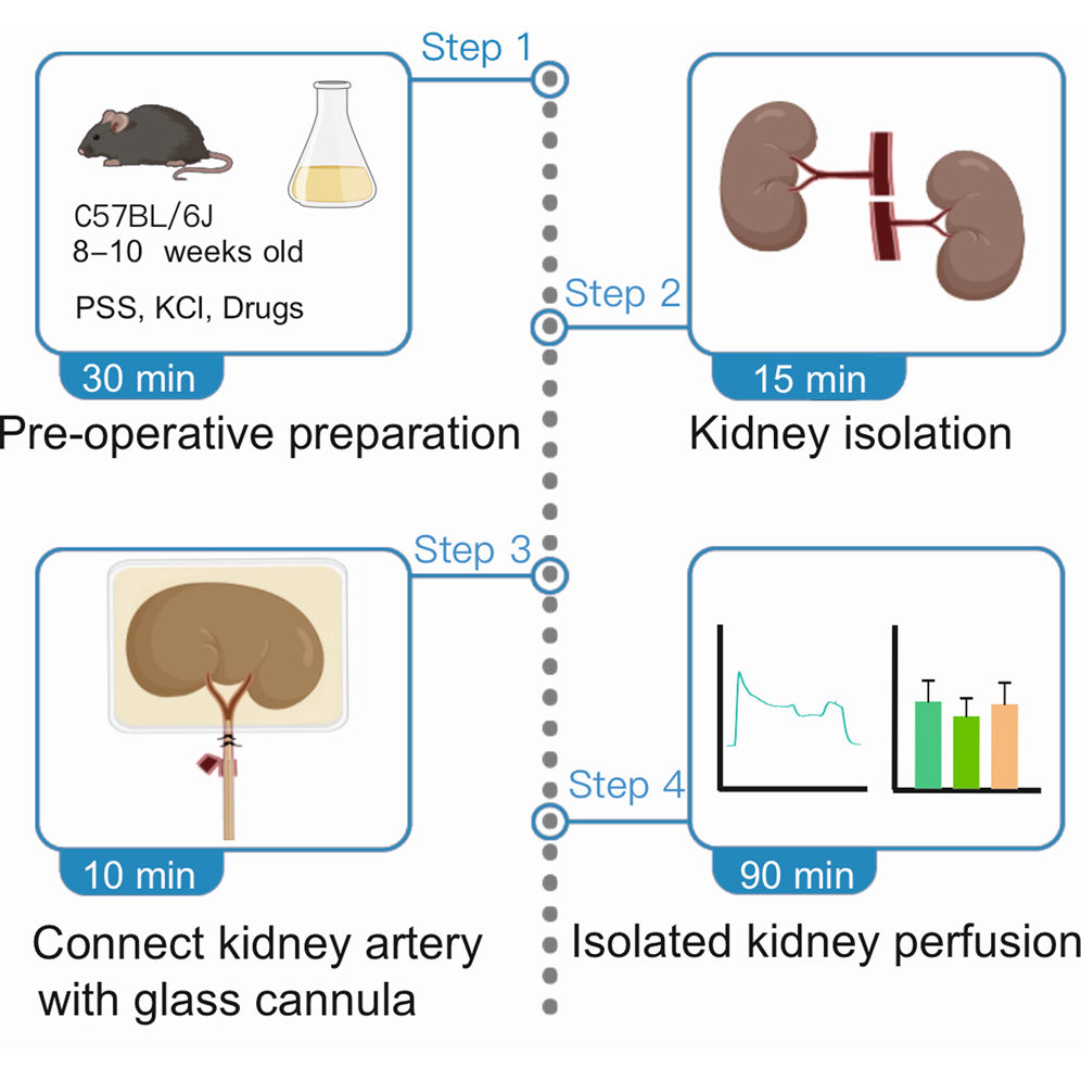 Cell Press: STAR Protocols