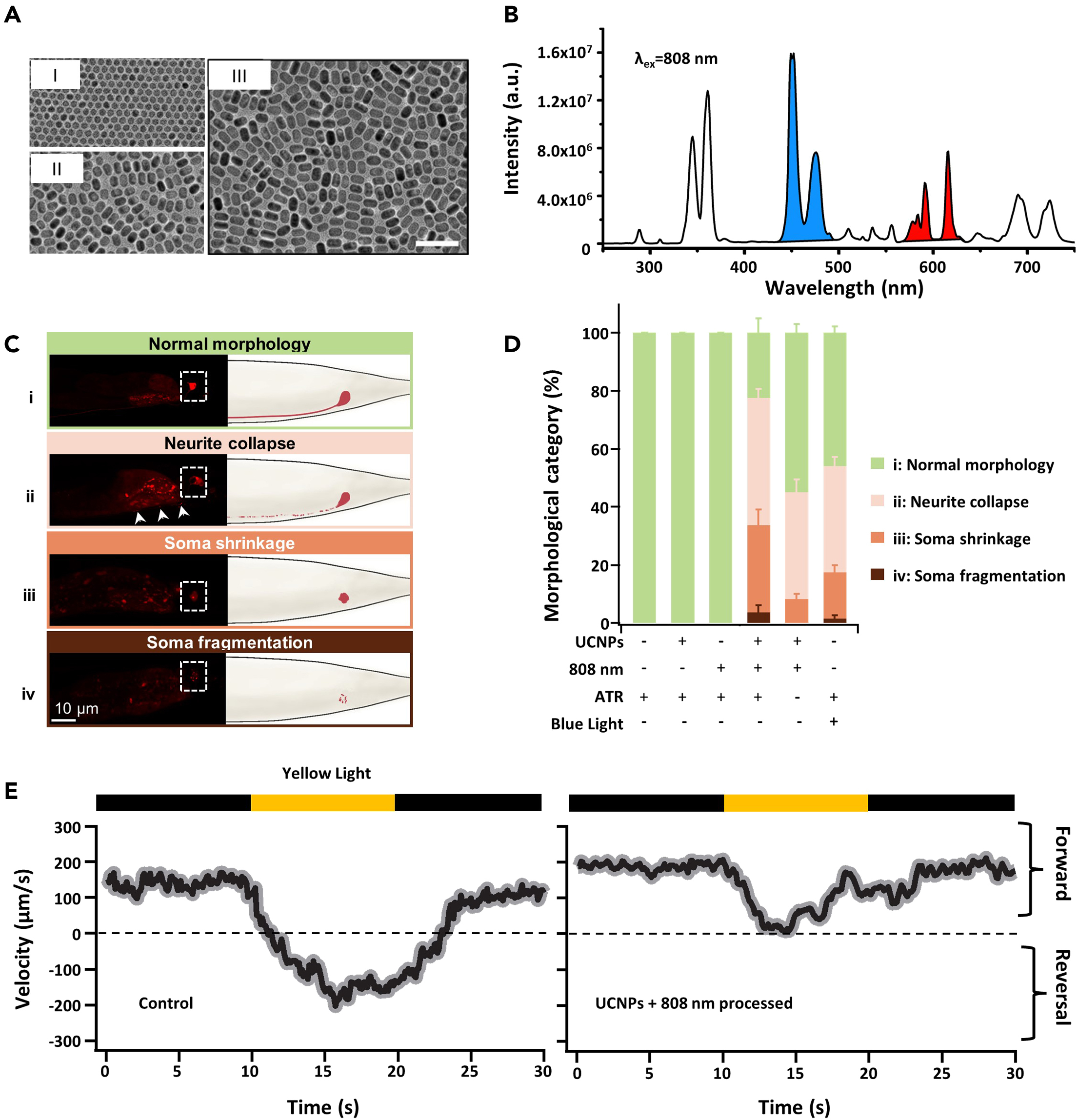 Cell Press: STAR Protocols