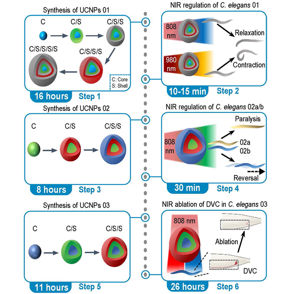 Cell Press: STAR Protocols