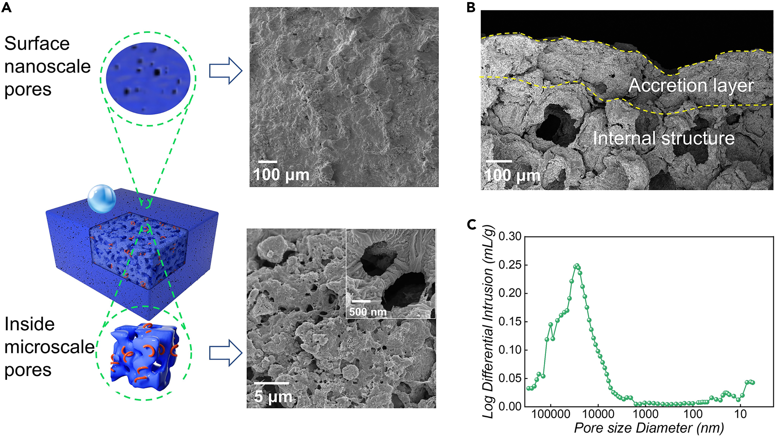 Cell Press: STAR Protocols