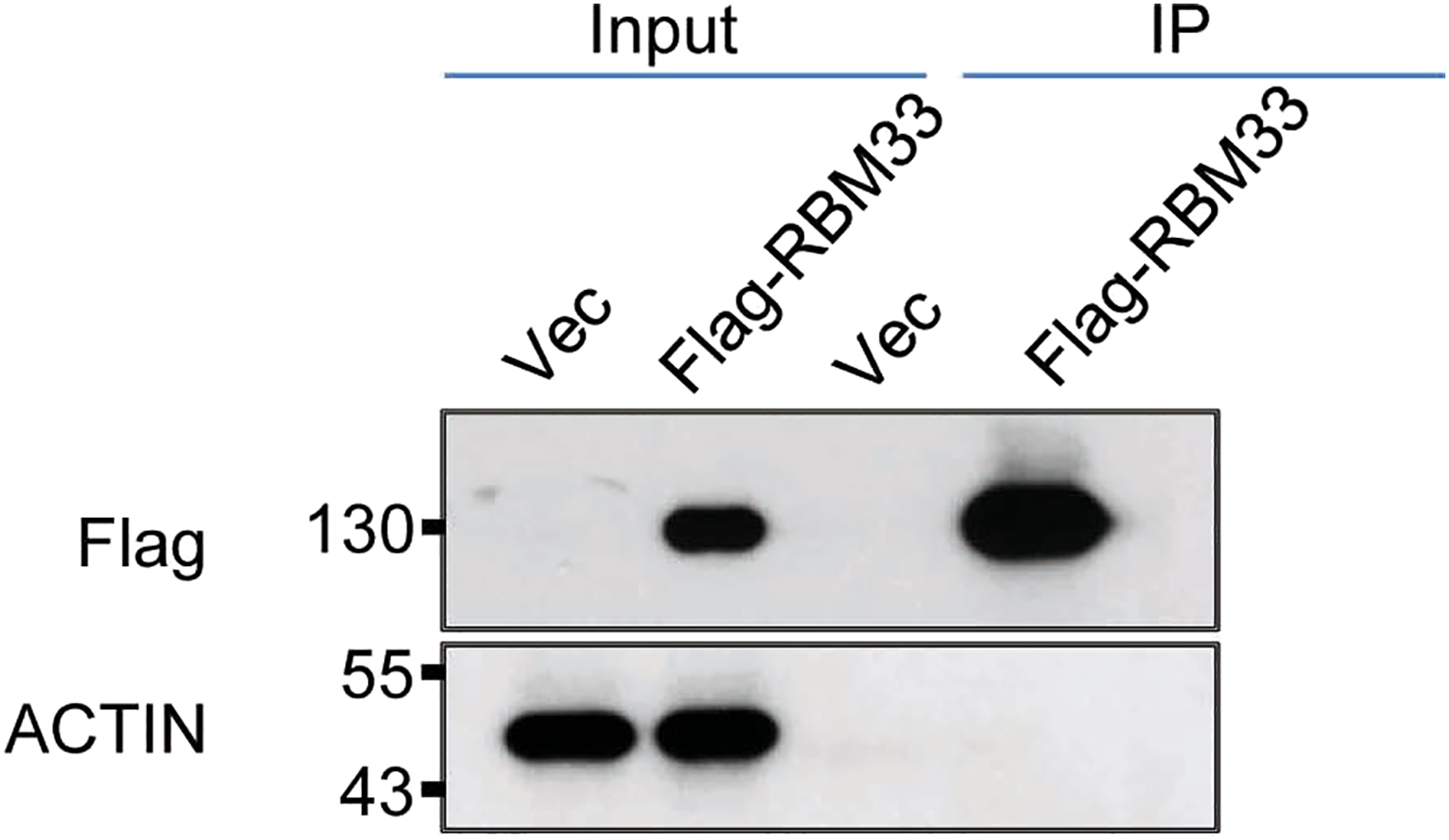Cell Press: STAR Protocols