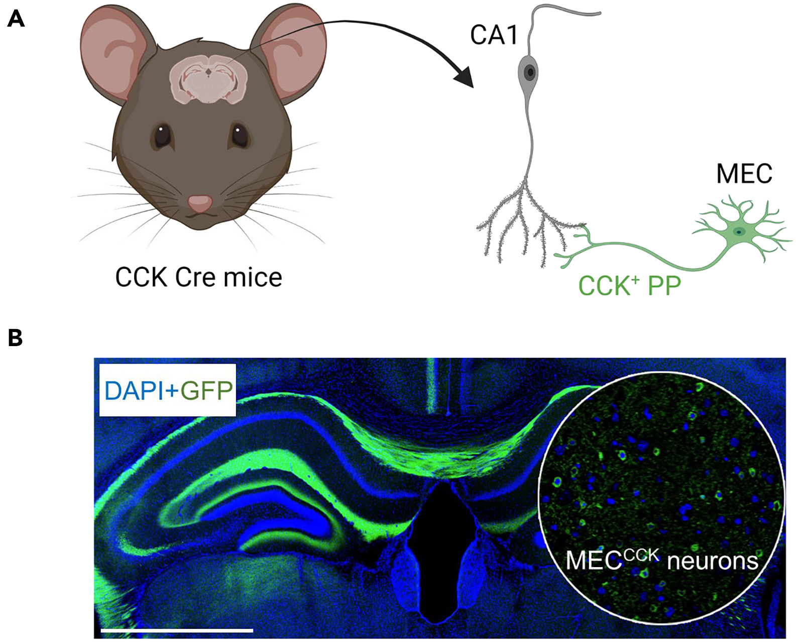 Cell Press: STAR Protocols