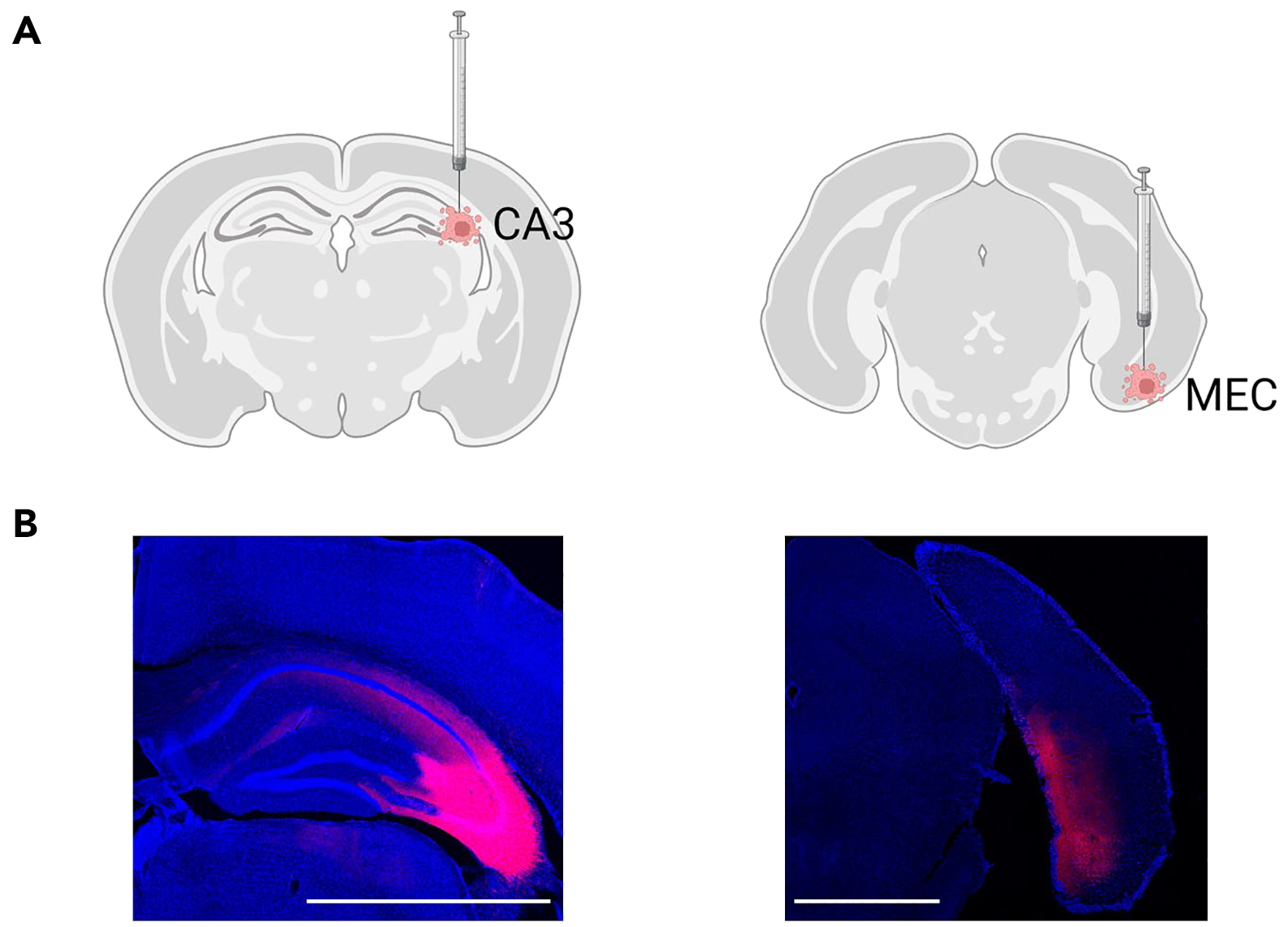 Cell Press: STAR Protocols