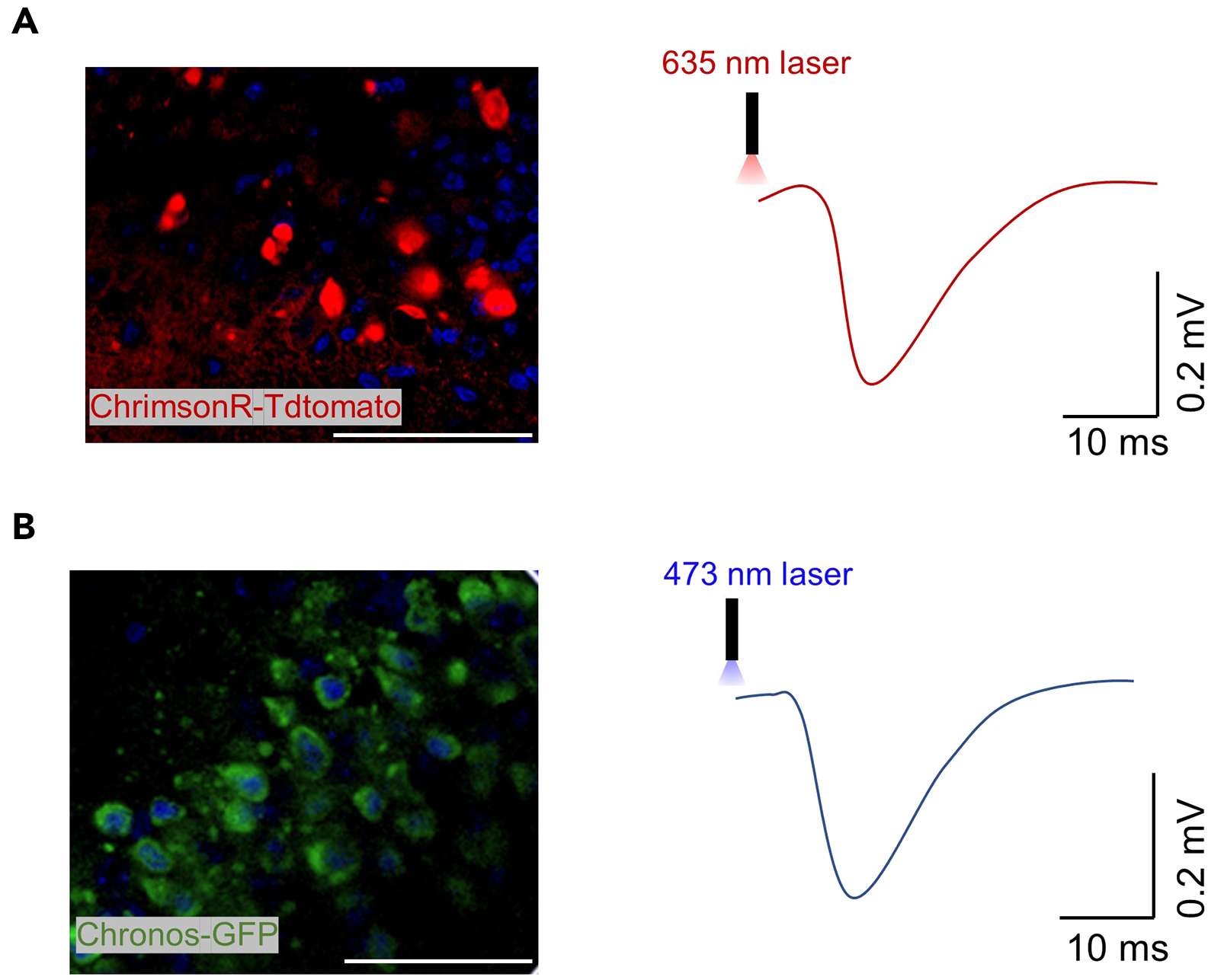Cell Press: STAR Protocols