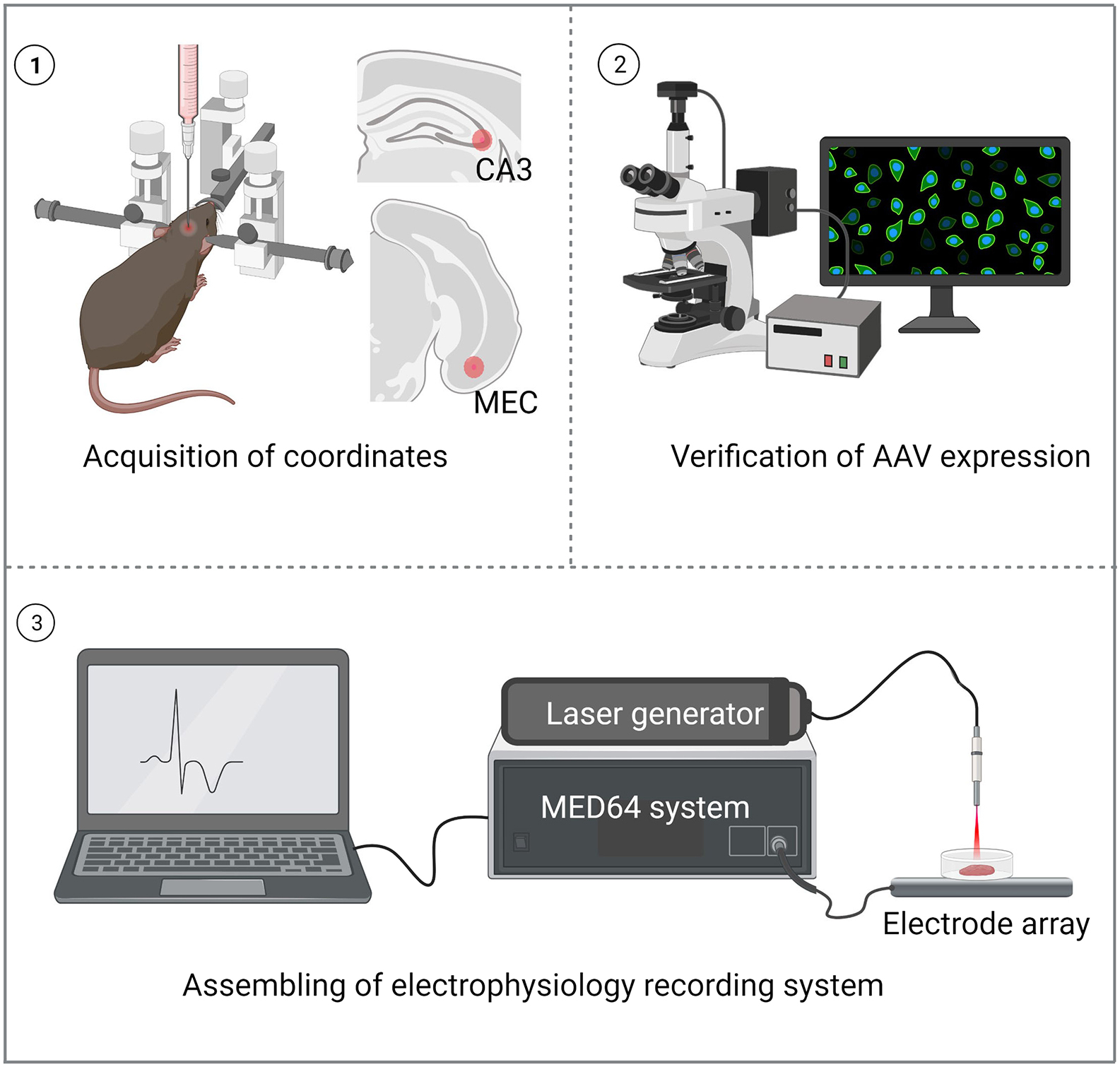Cell Press: STAR Protocols