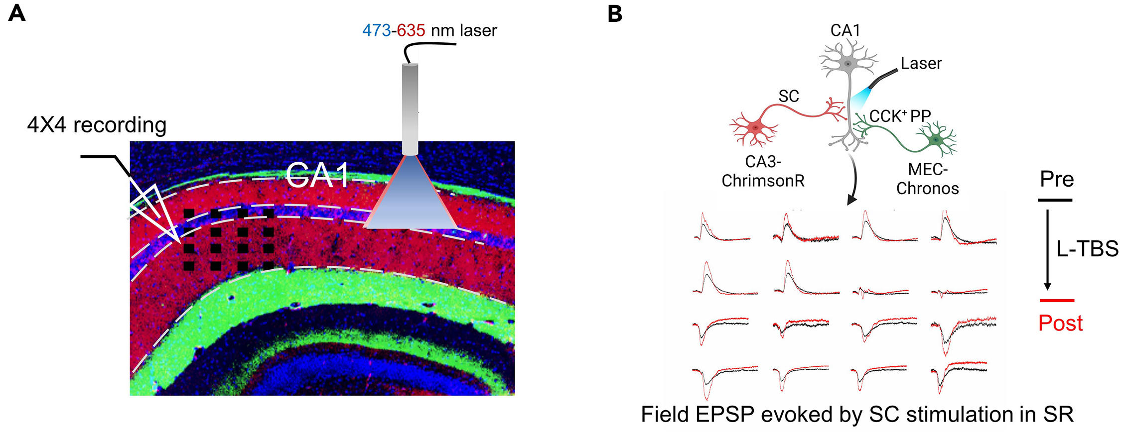 Cell Press: STAR Protocols