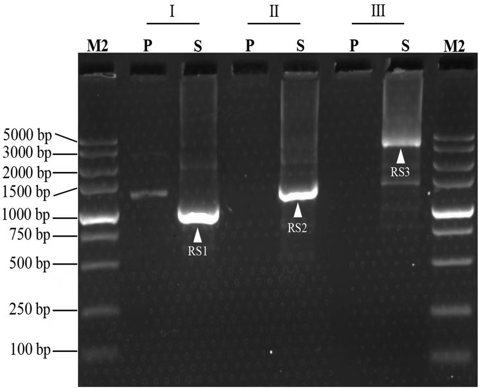 Cell Press: STAR Protocols