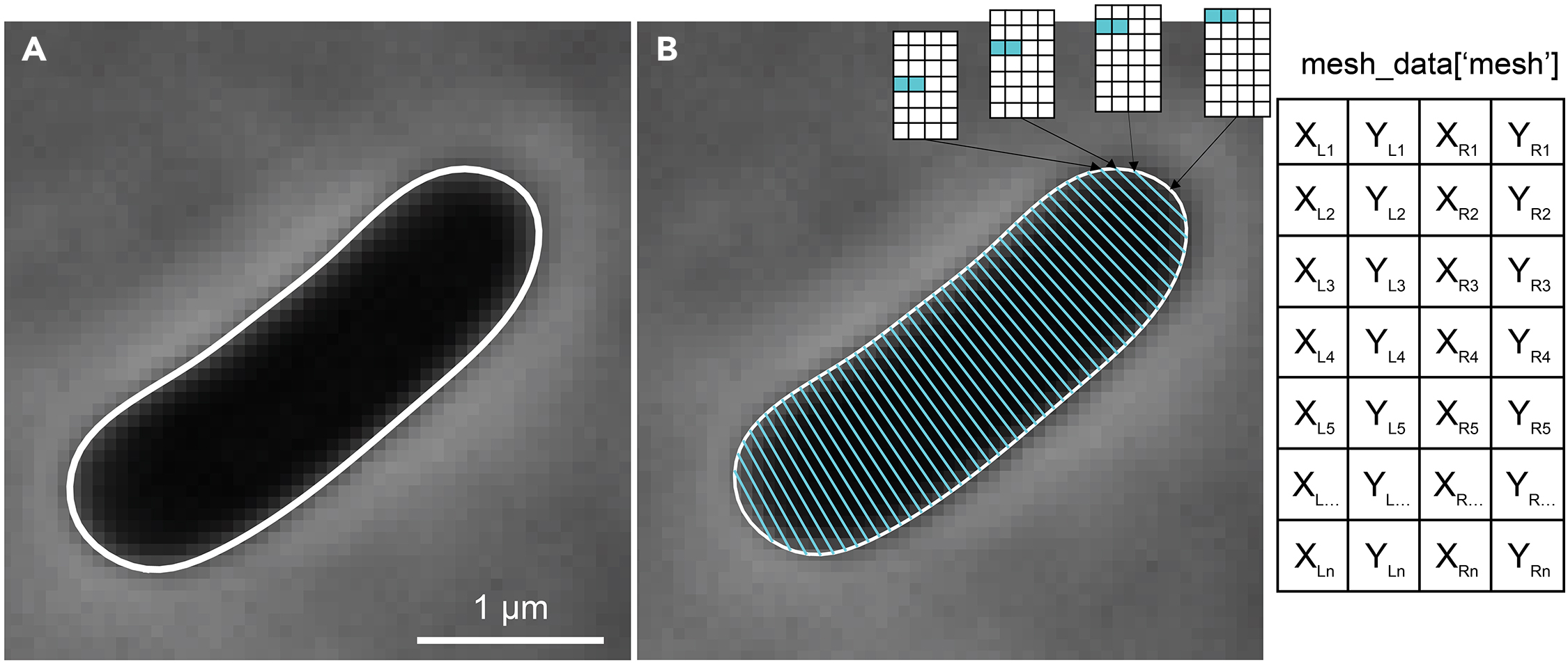 Cell Press: STAR Protocols