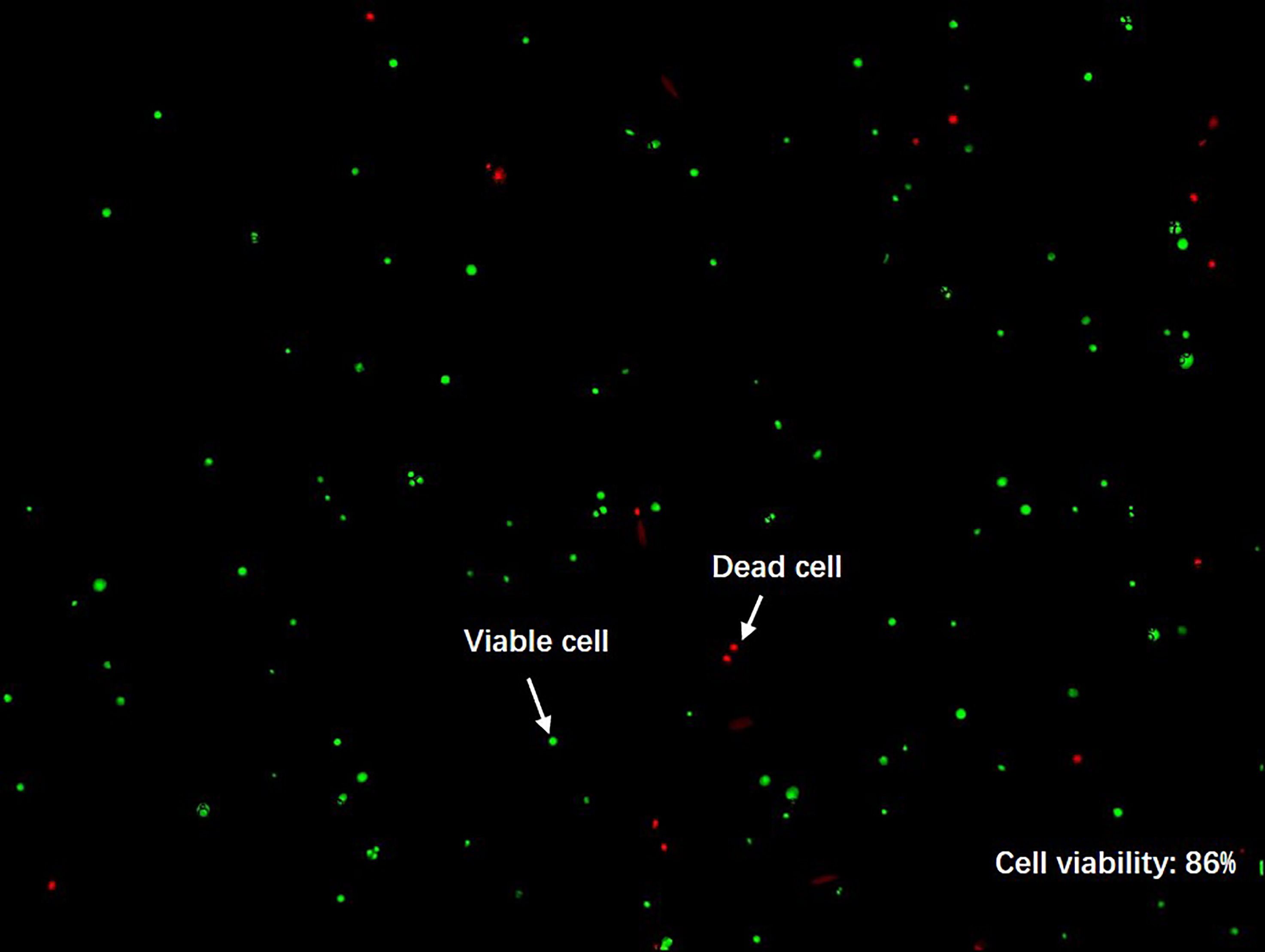 Cell Press: STAR Protocols