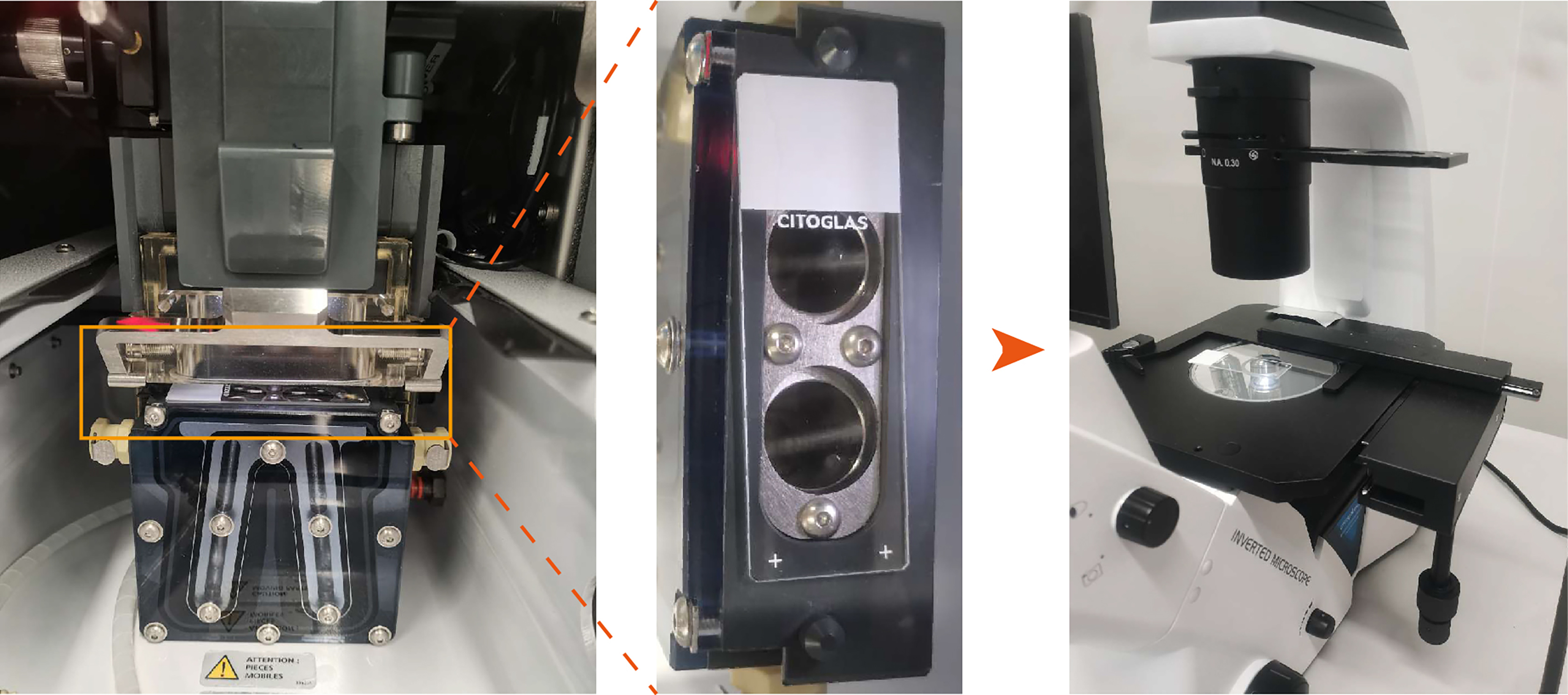 Cell Press: STAR Protocols