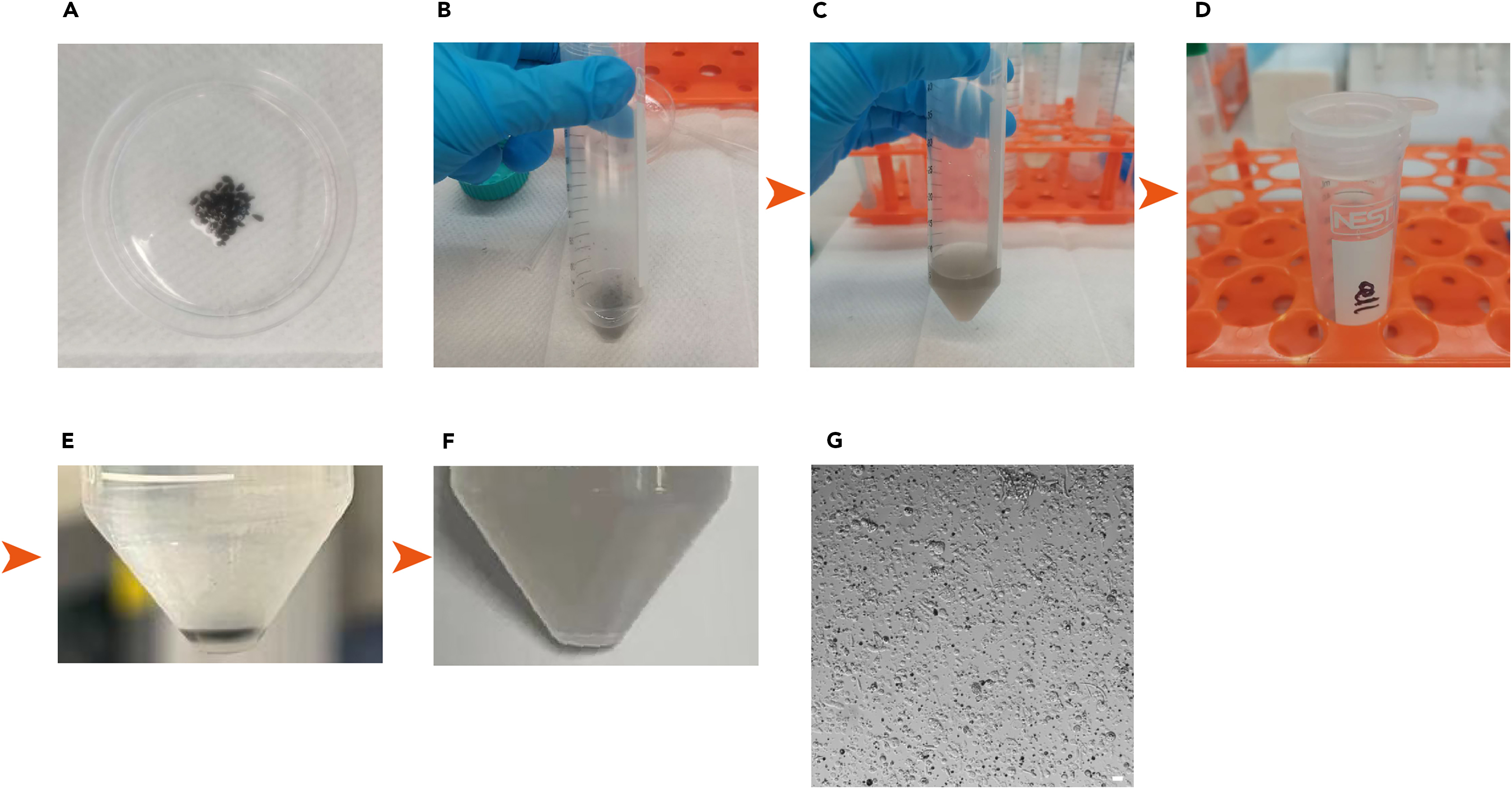 Cell Press: STAR Protocols