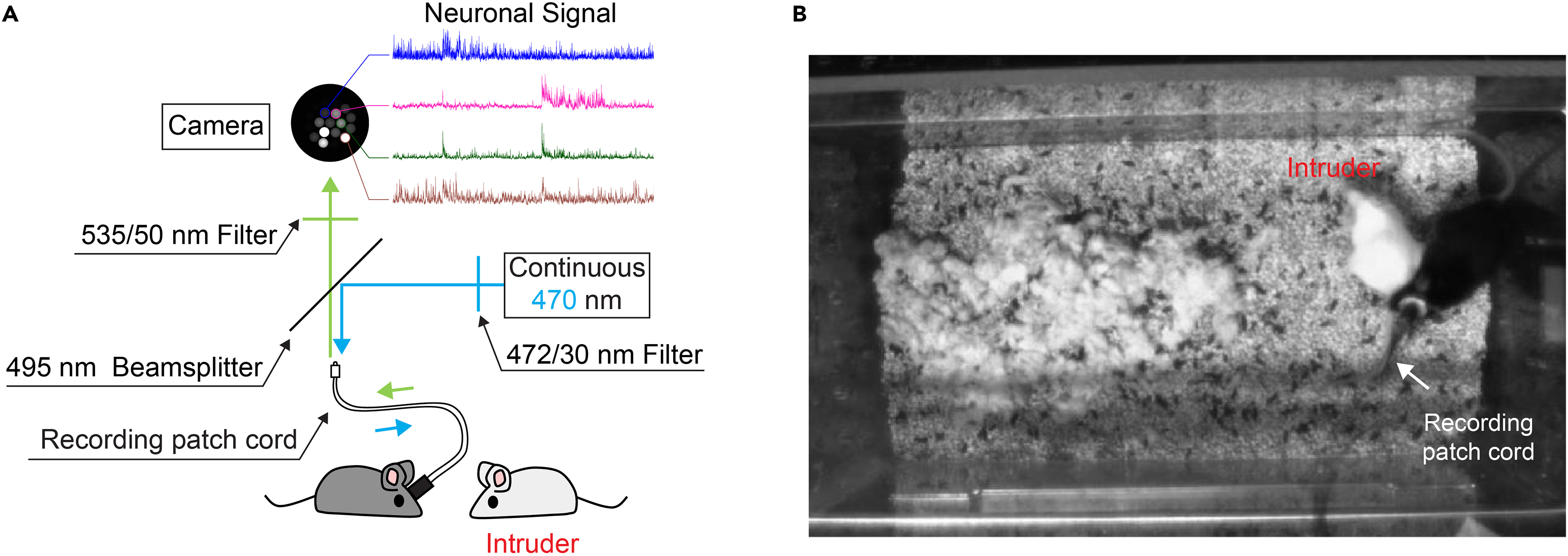 Cell Press: STAR Protocols