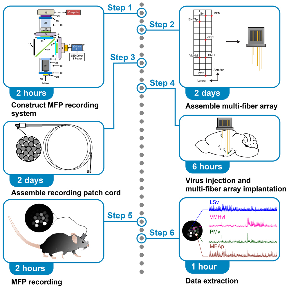 Cell Press: STAR Protocols