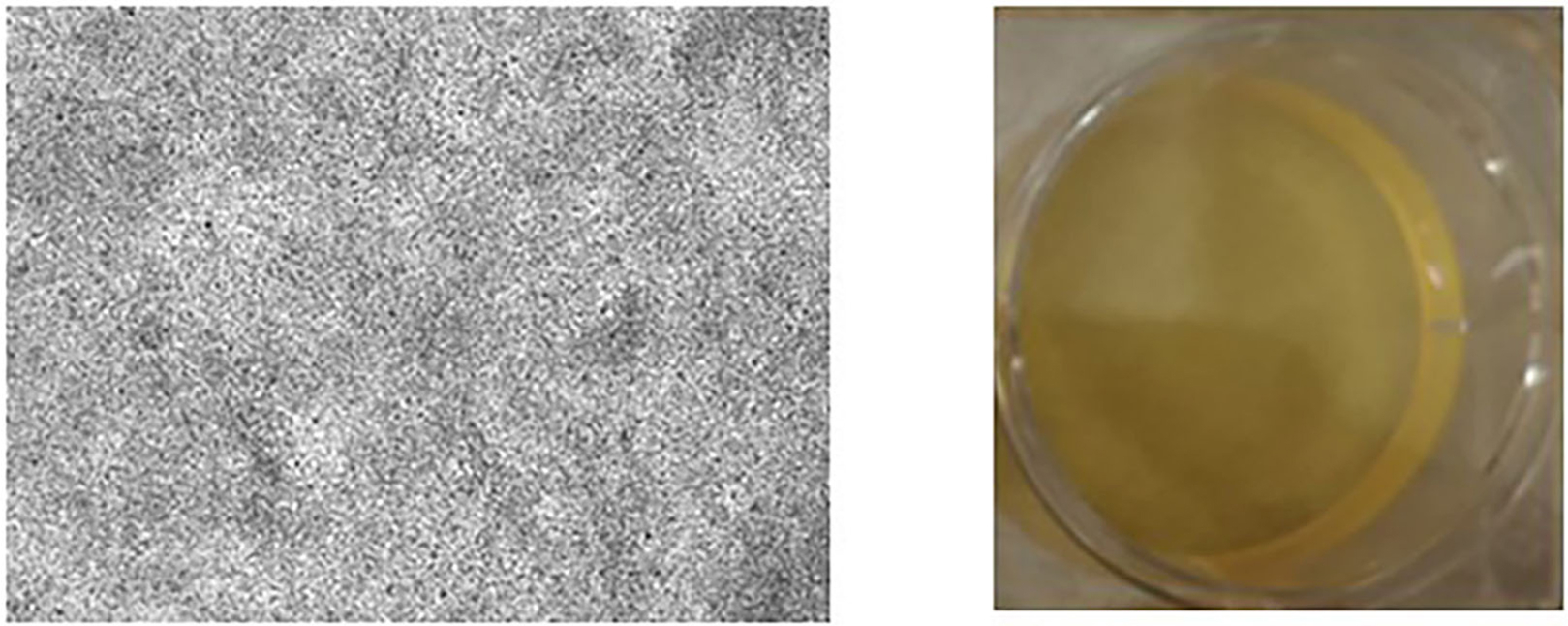 Cell Press: STAR Protocols