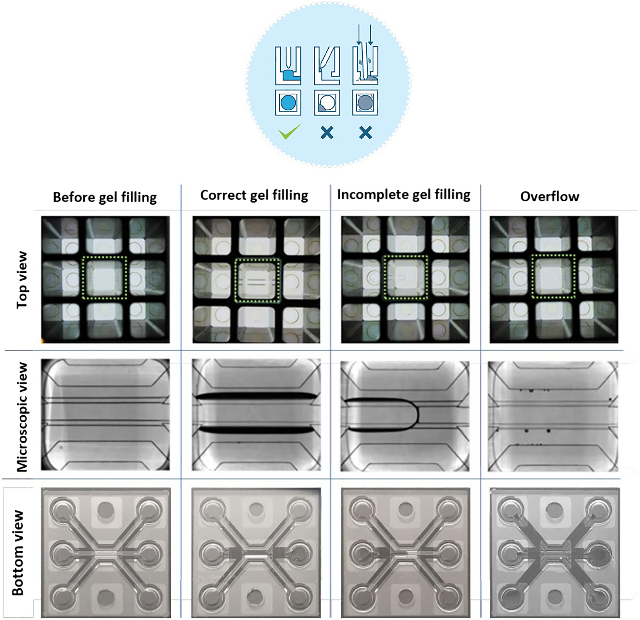 Cell Press: STAR Protocols