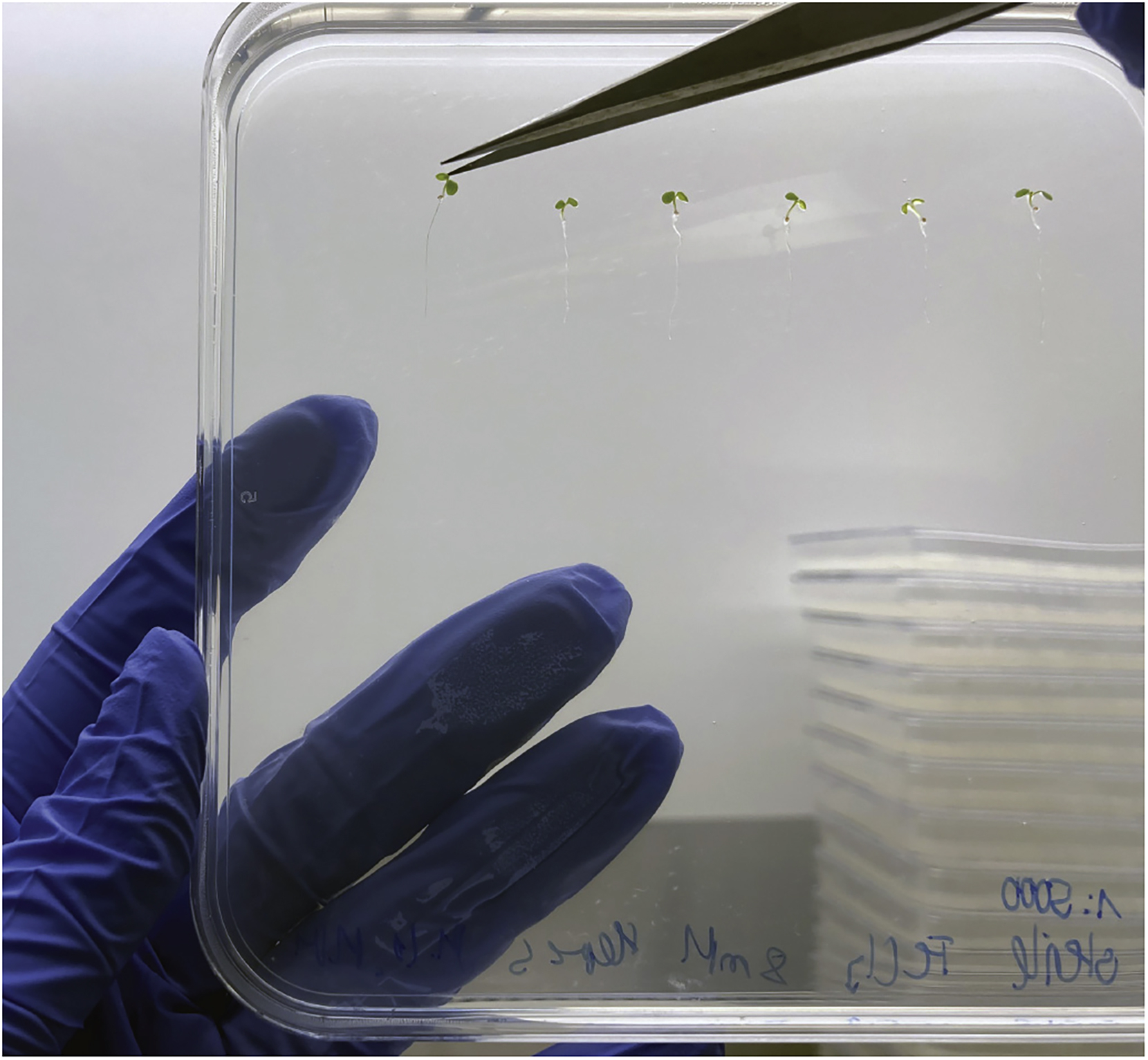 Cell Press: STAR Protocols