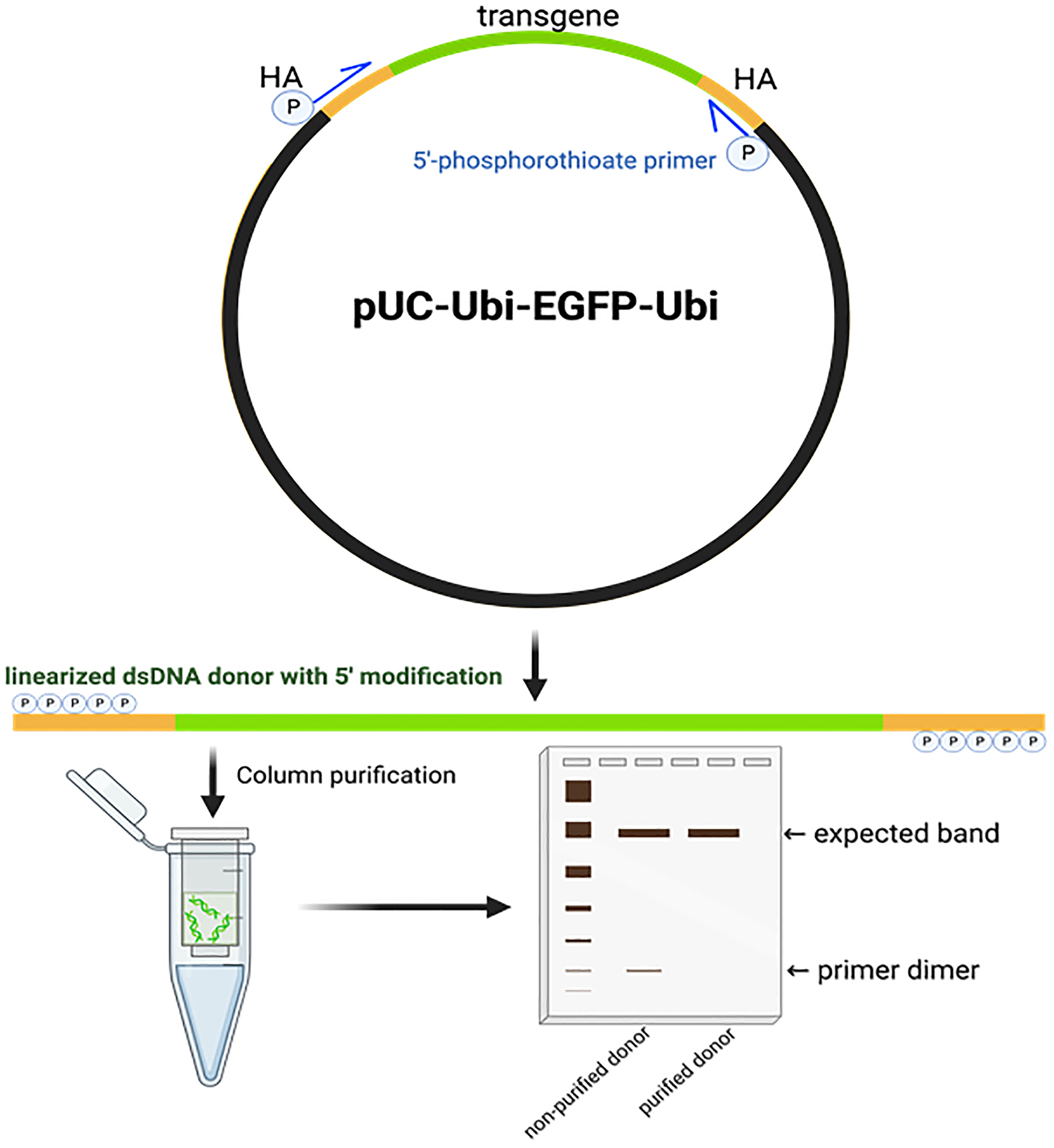 Cell Press: STAR Protocols
