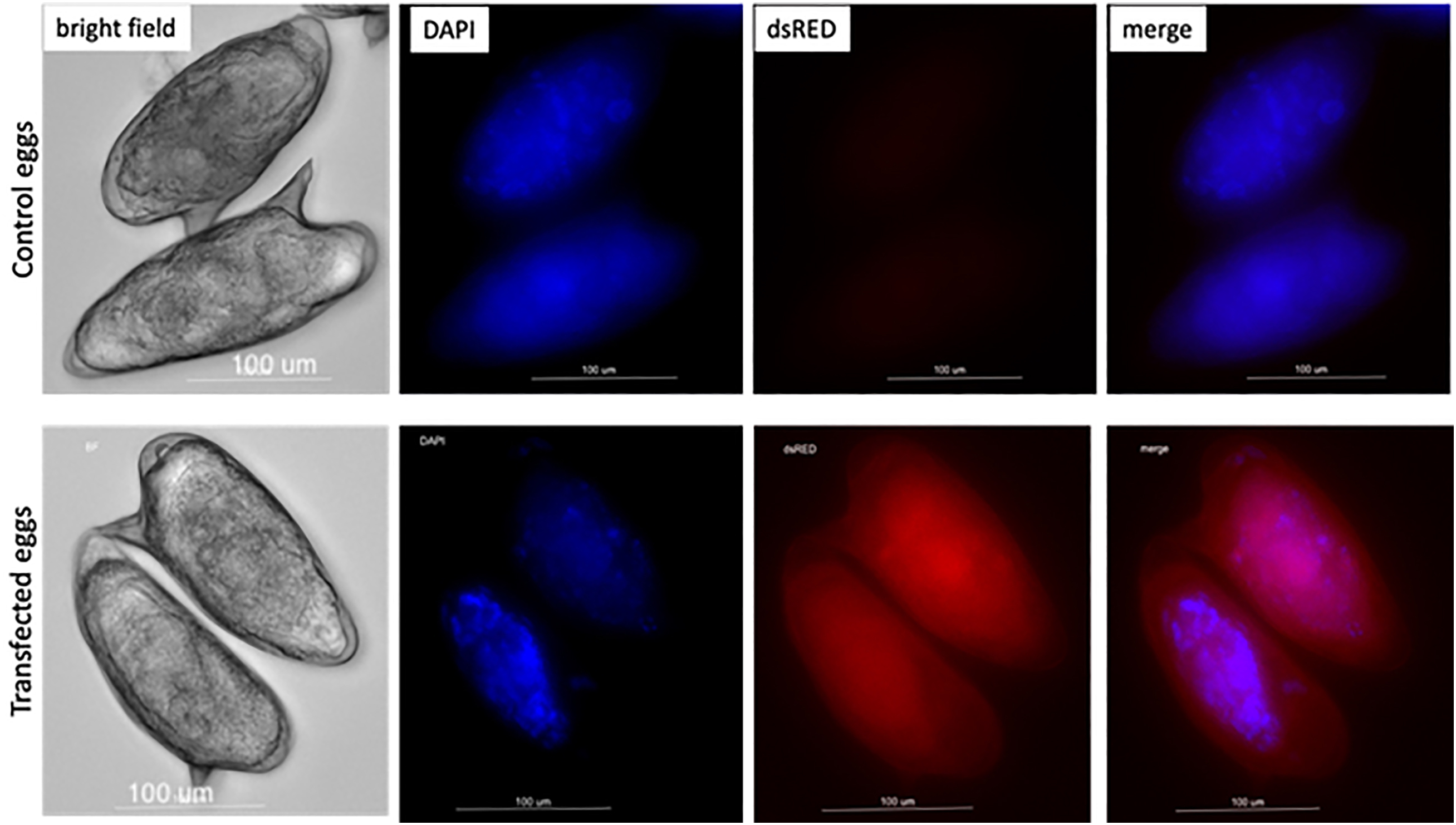 Cell Press: STAR Protocols