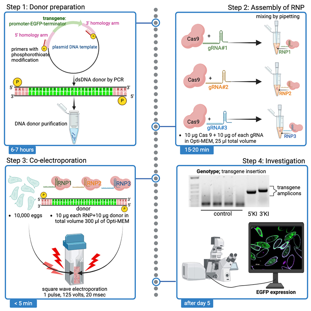Cell Press: STAR Protocols