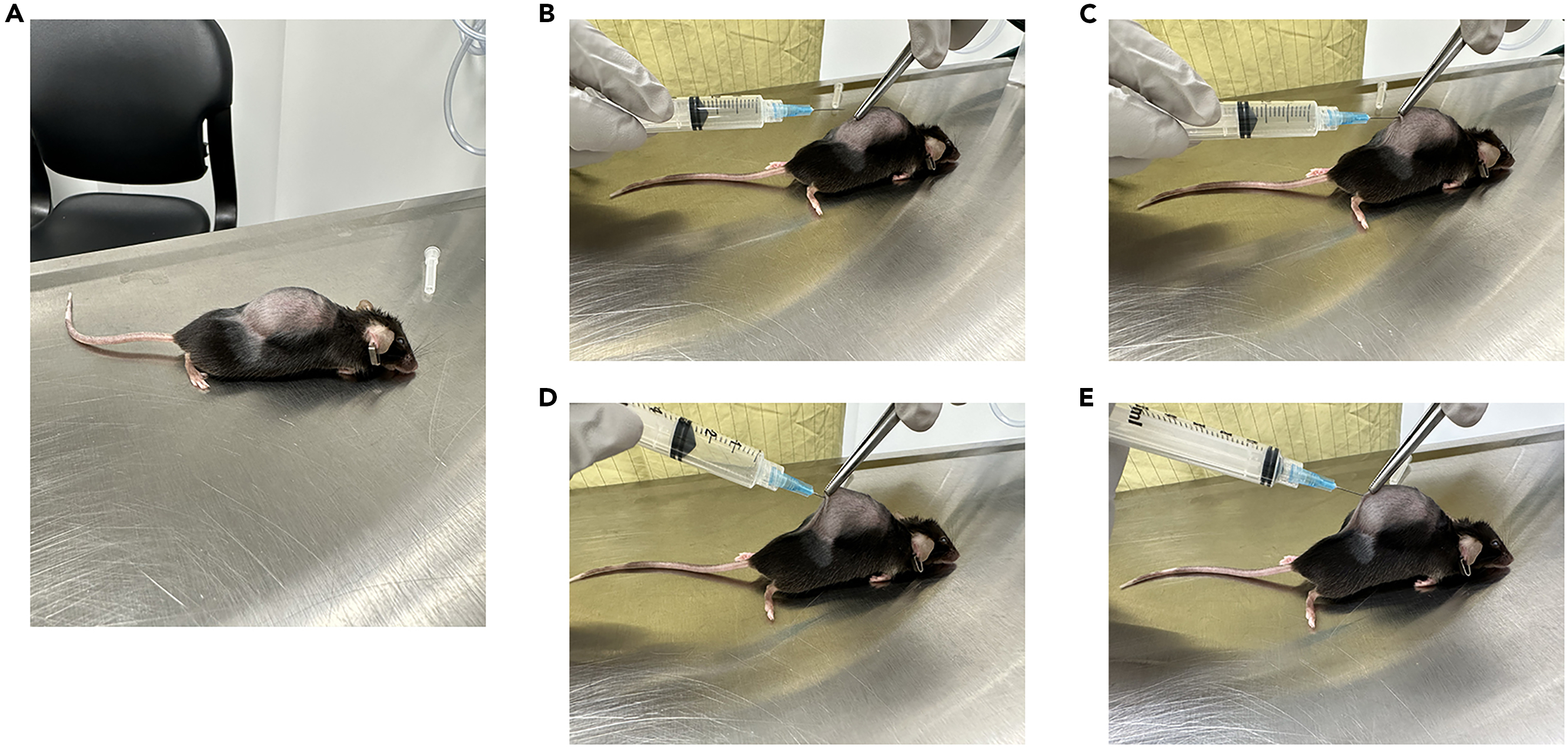 Cell Press: STAR Protocols