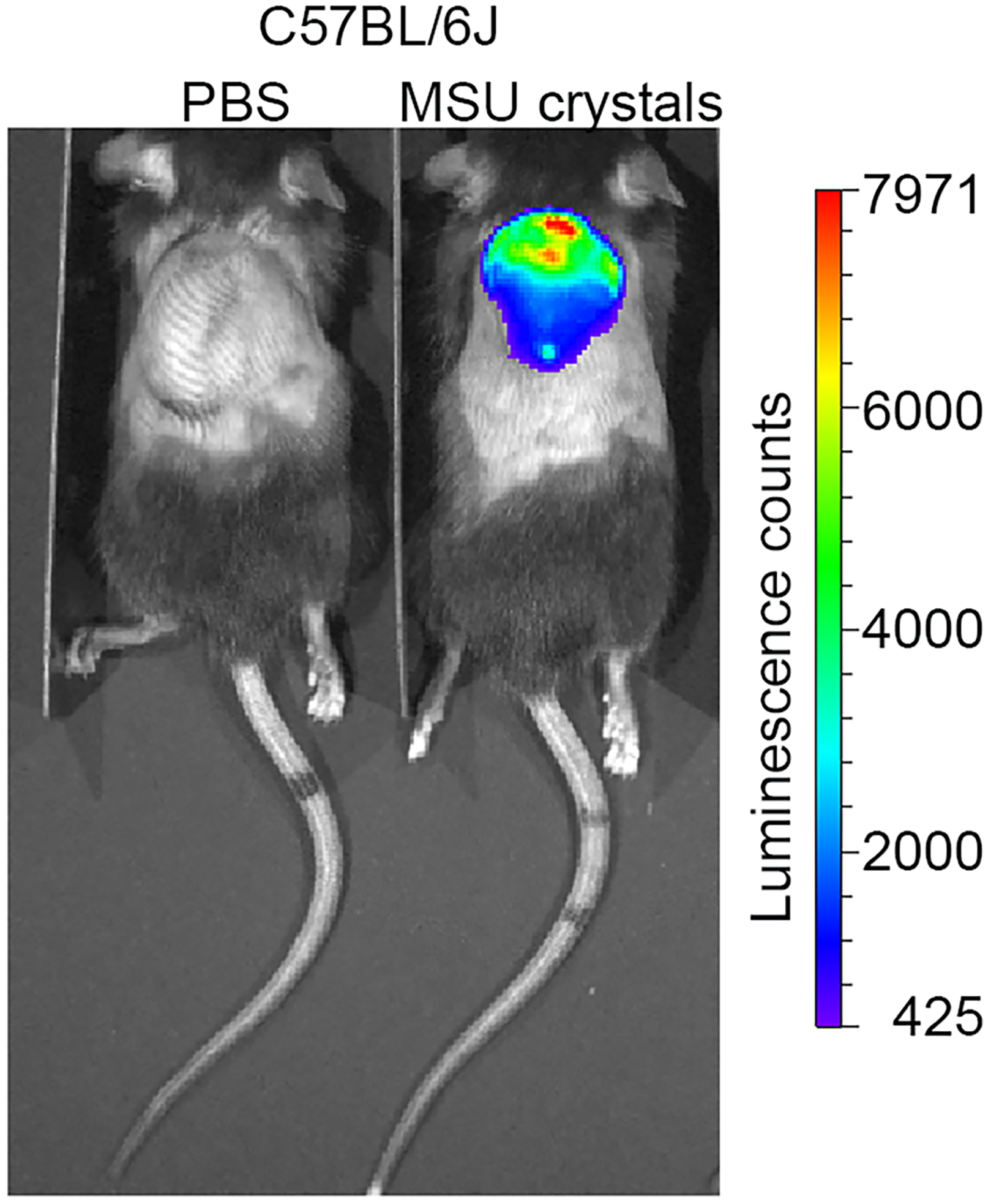 Cell Press: STAR Protocols