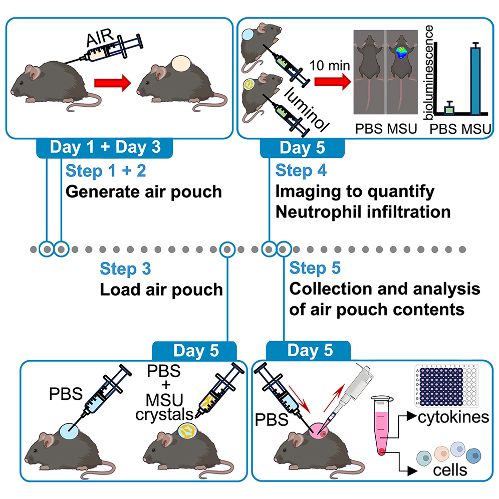 Cell Press: STAR Protocols