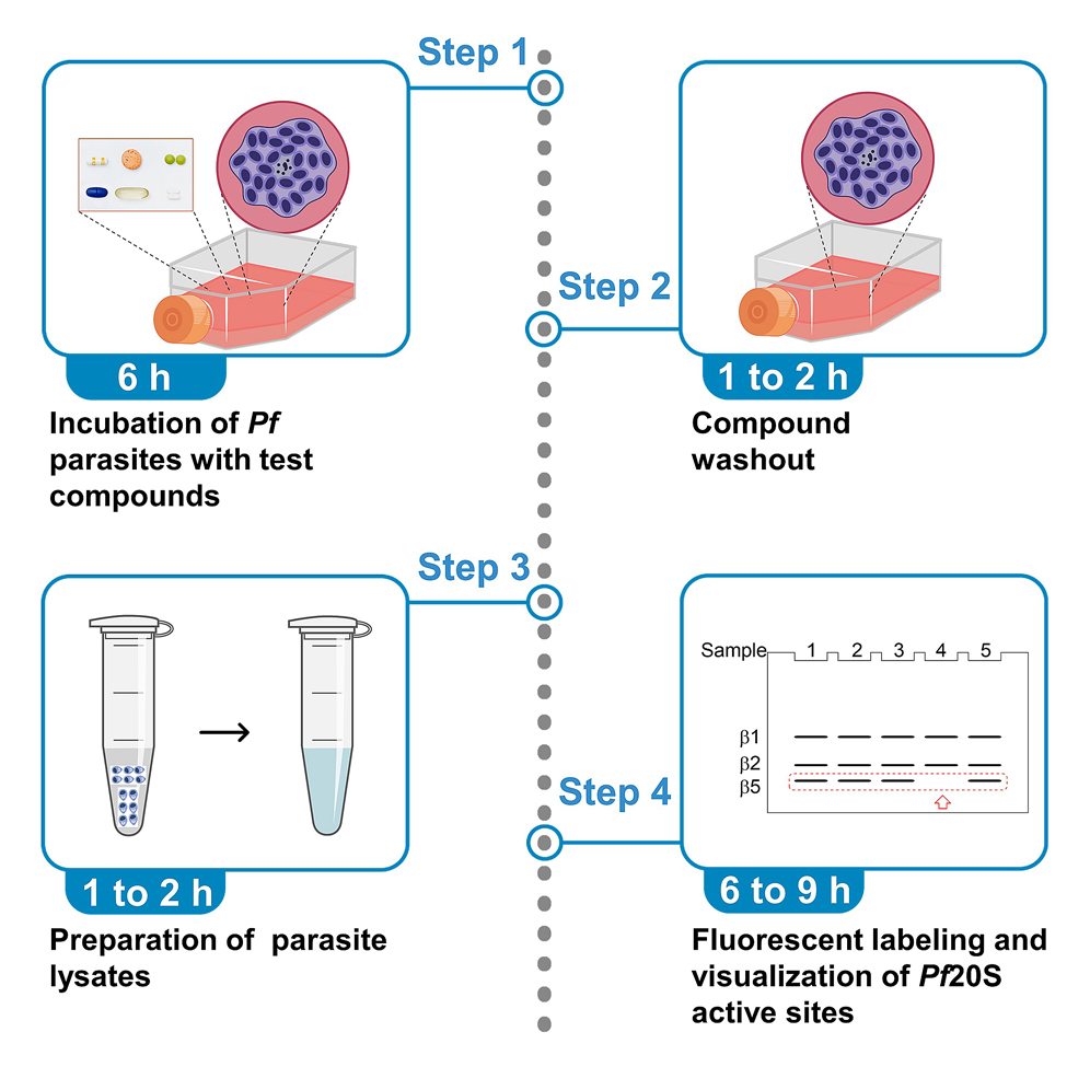 Cell Press: STAR Protocols