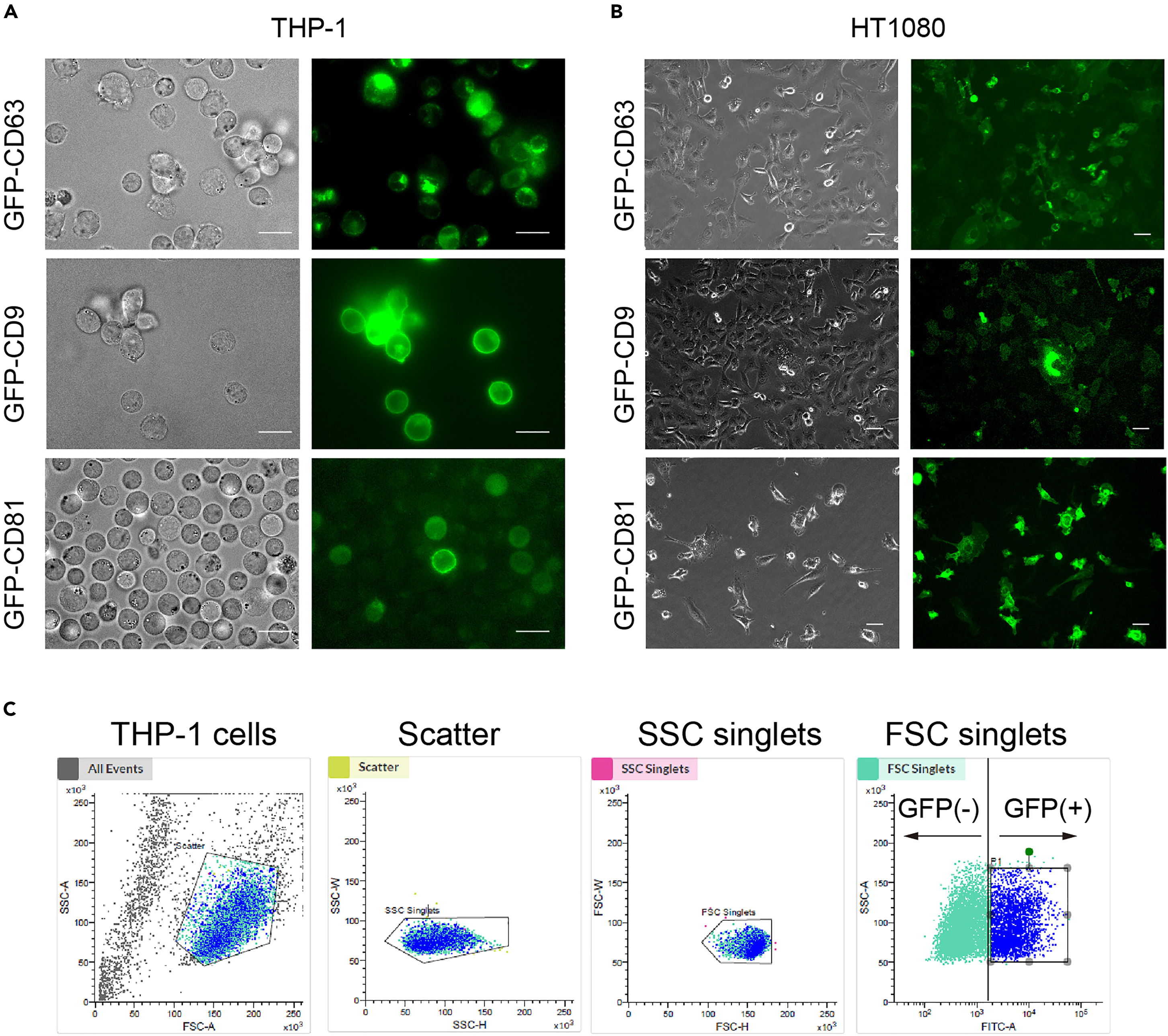 Cell Press: STAR Protocols