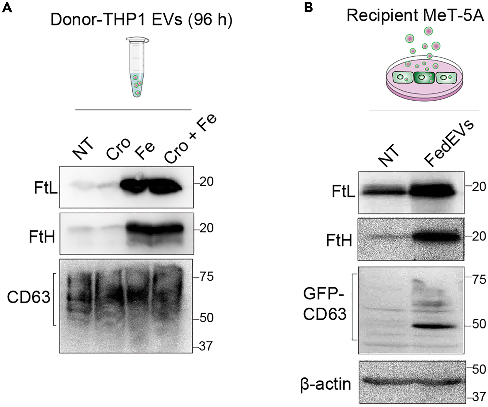 Cell Press: STAR Protocols