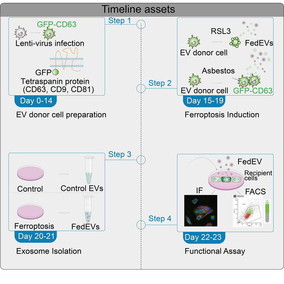 Cell Press: STAR Protocols