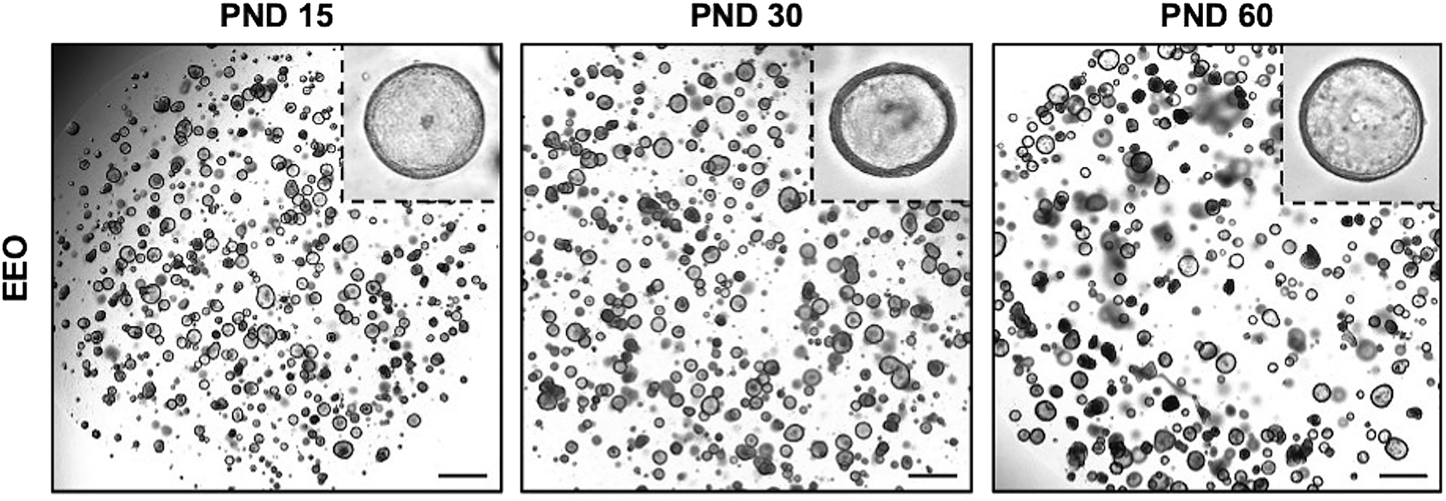 Cell Press: STAR Protocols