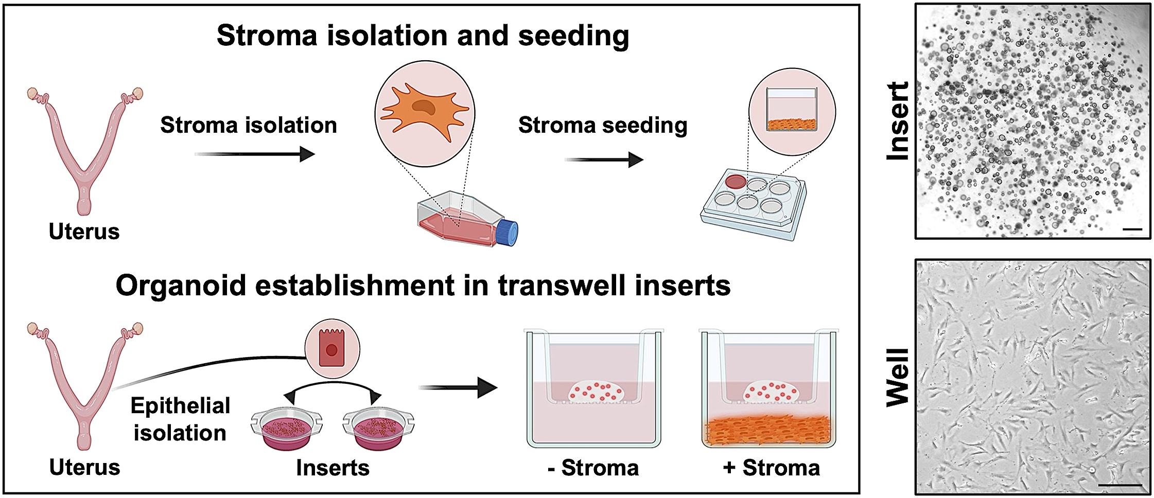 Cell Press: STAR Protocols