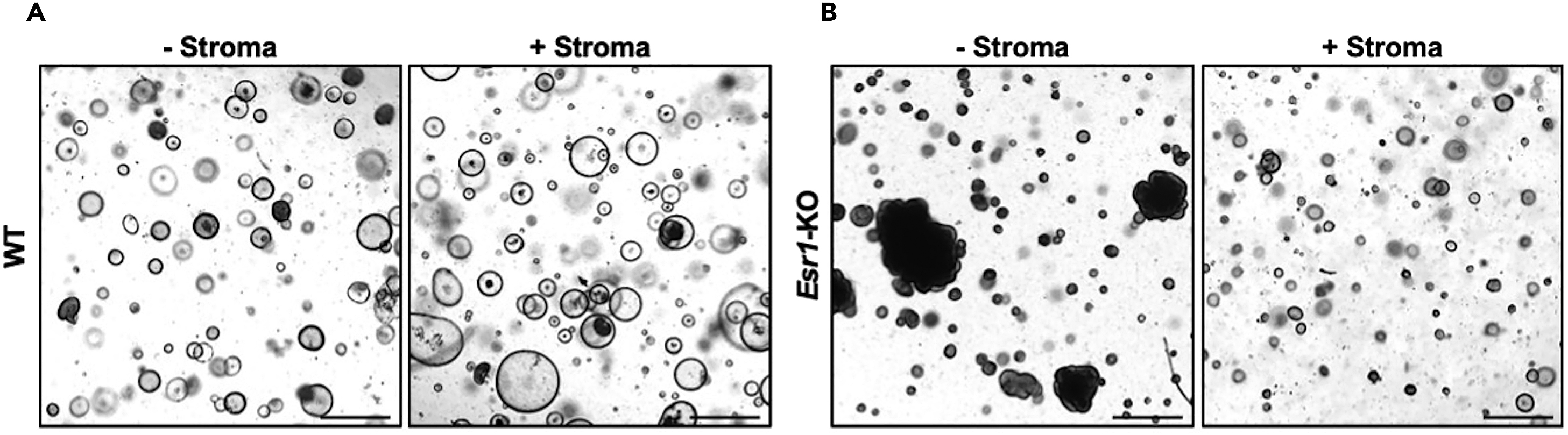 Cell Press: STAR Protocols