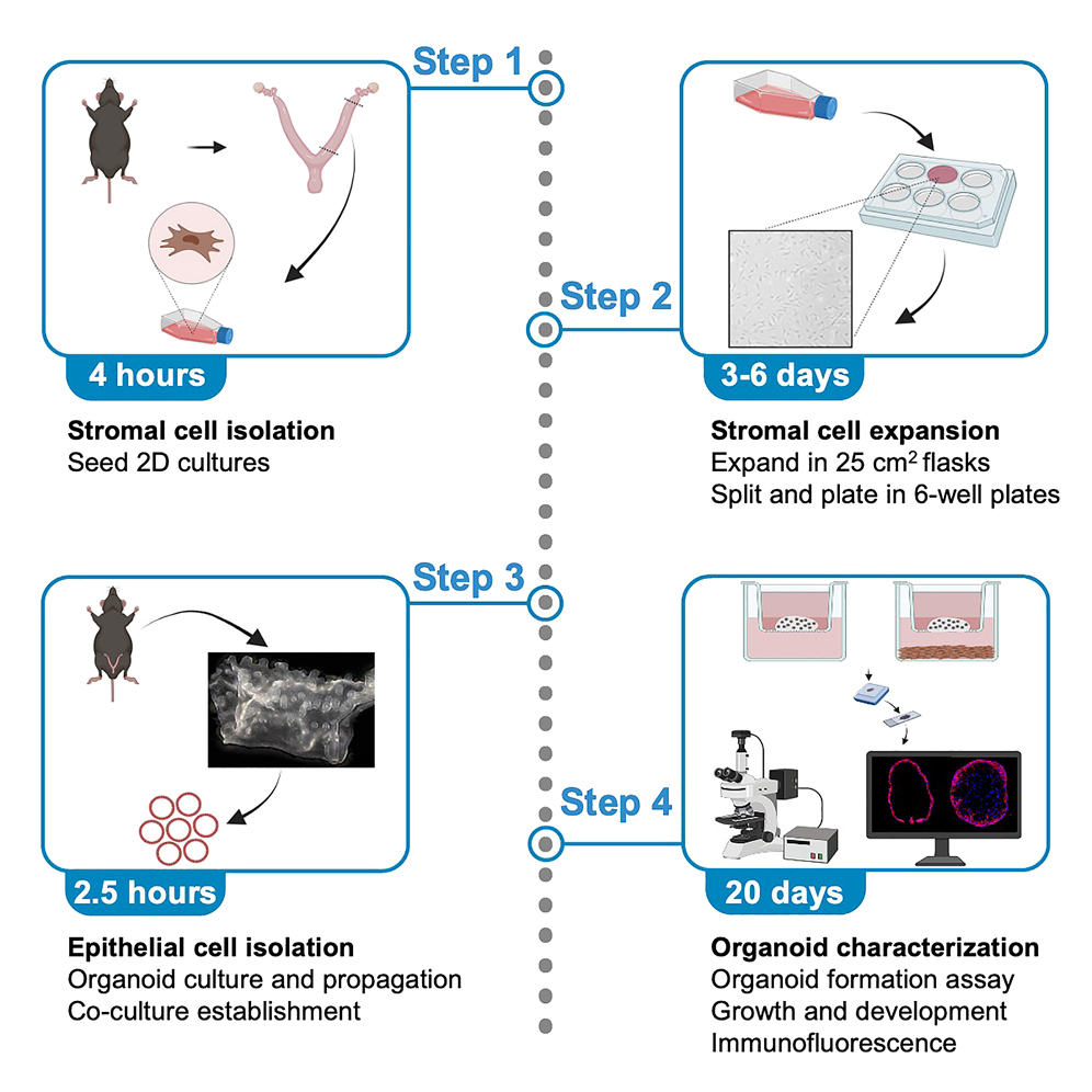 Cell Press: STAR Protocols