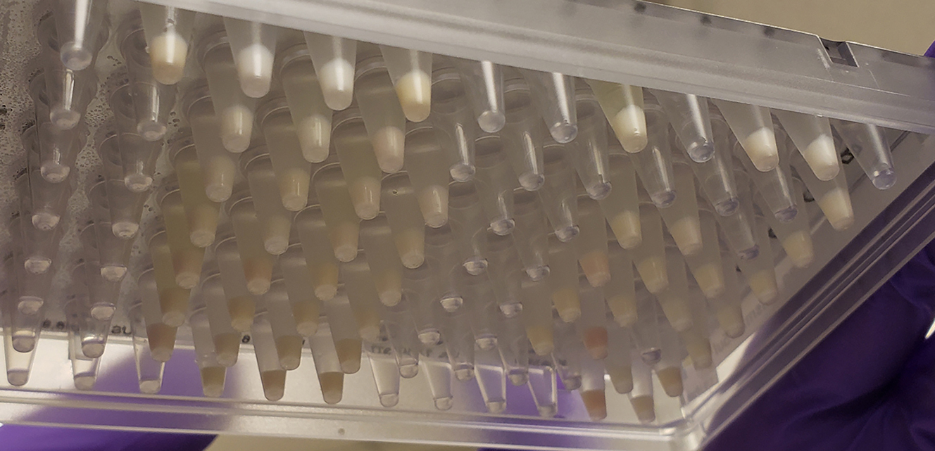 Cell Press: STAR Protocols