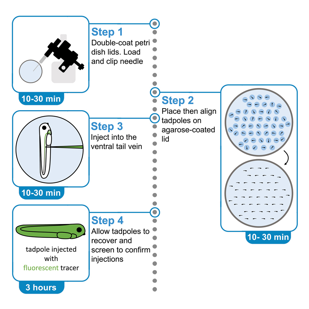 Cell Press: STAR Protocols