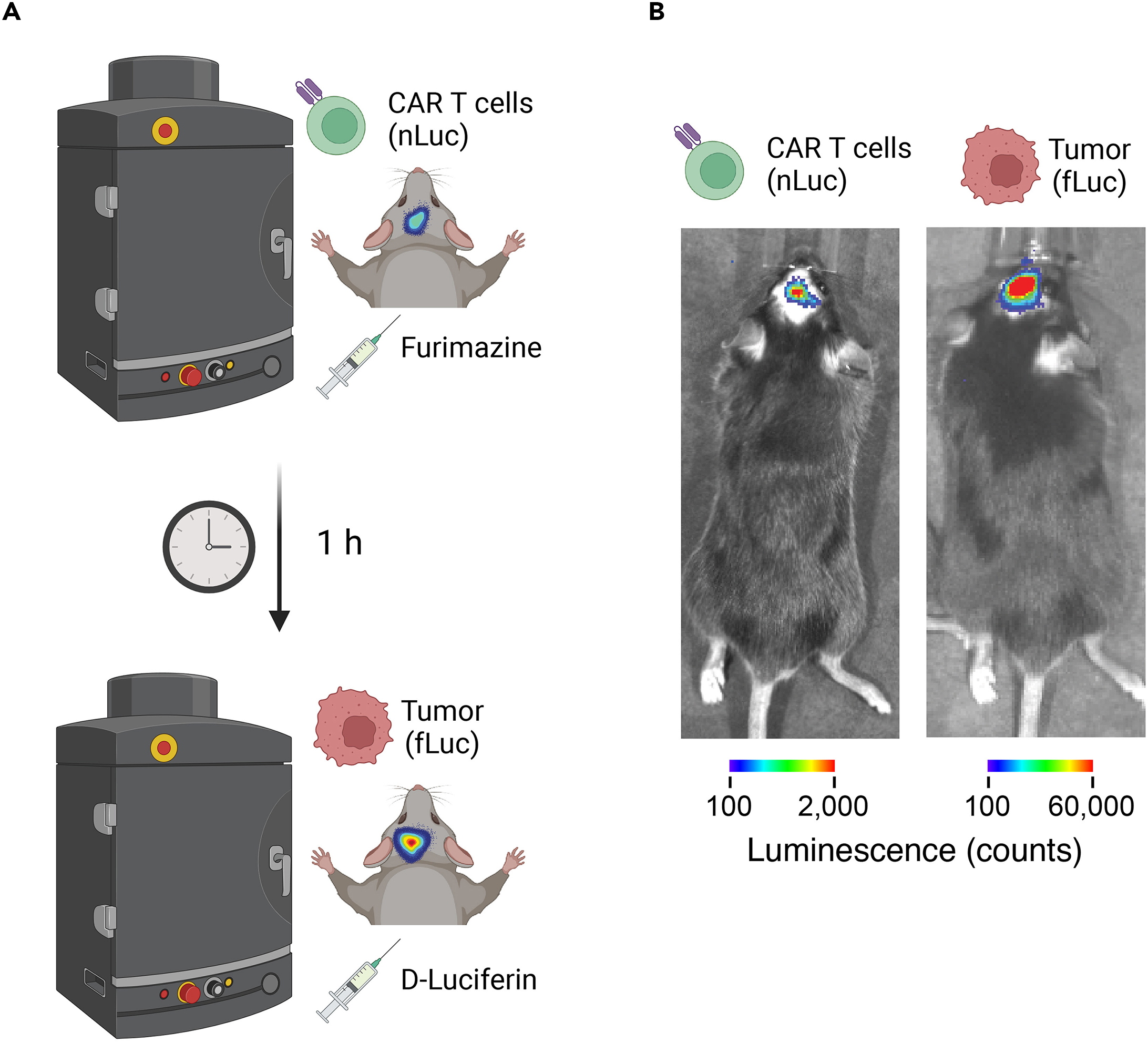 Cell Press: STAR Protocols