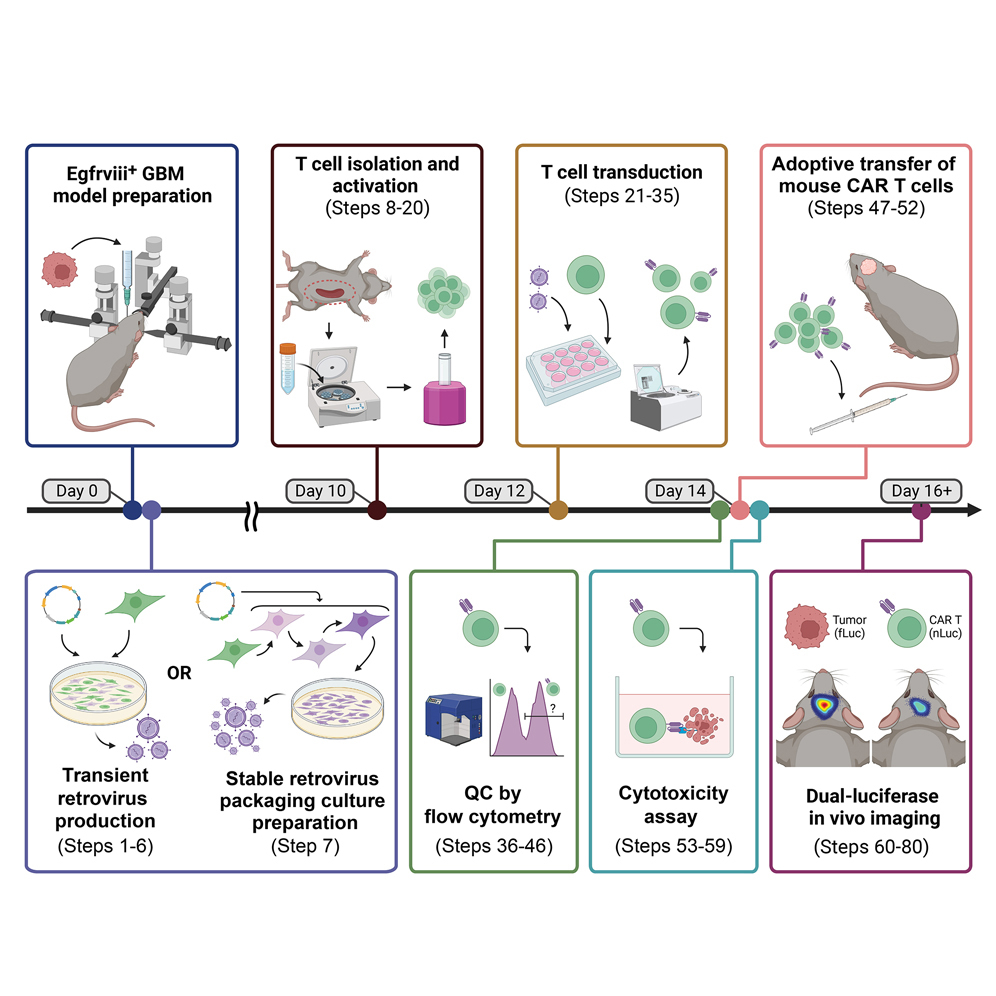Cell Press: STAR Protocols