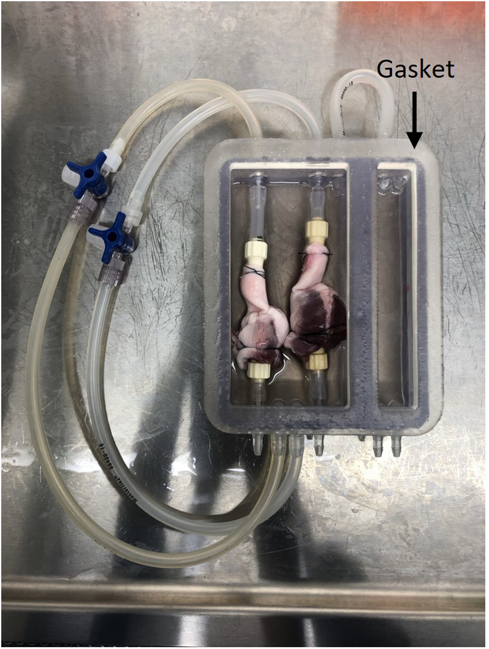 Cell Press: STAR Protocols