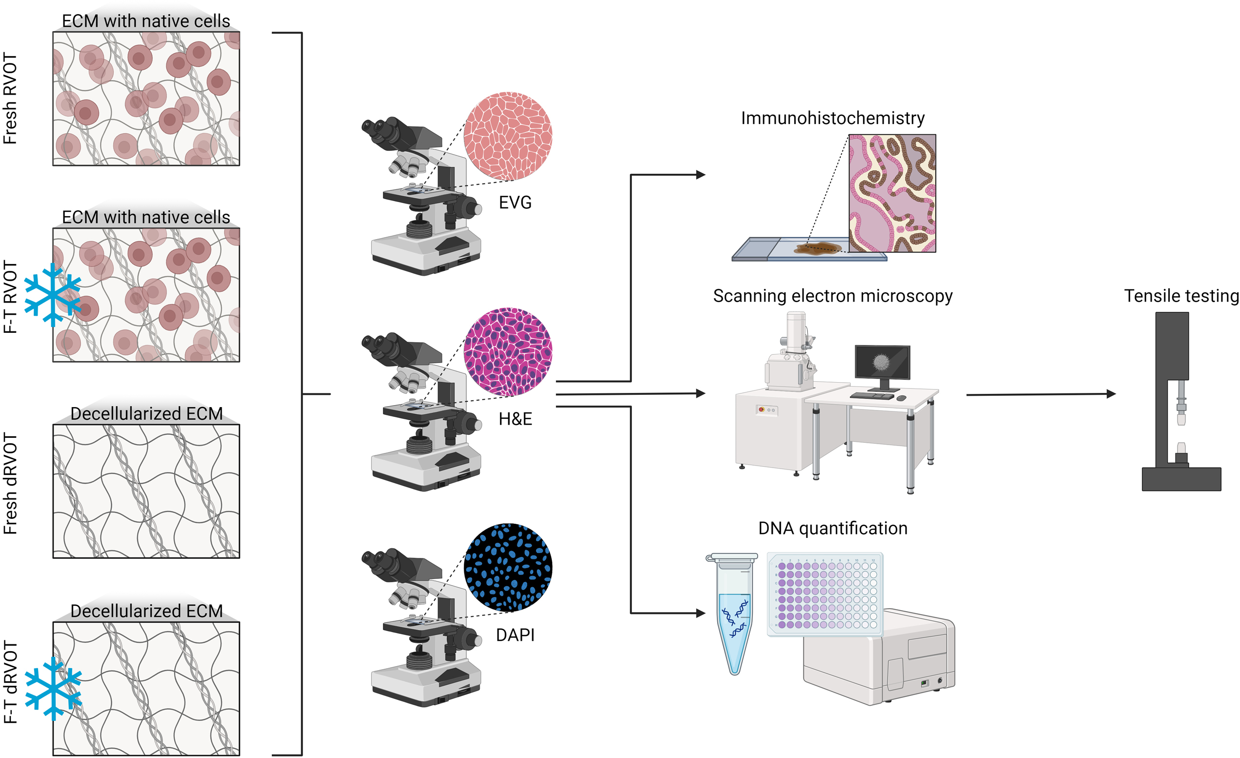 Cell Press: STAR Protocols